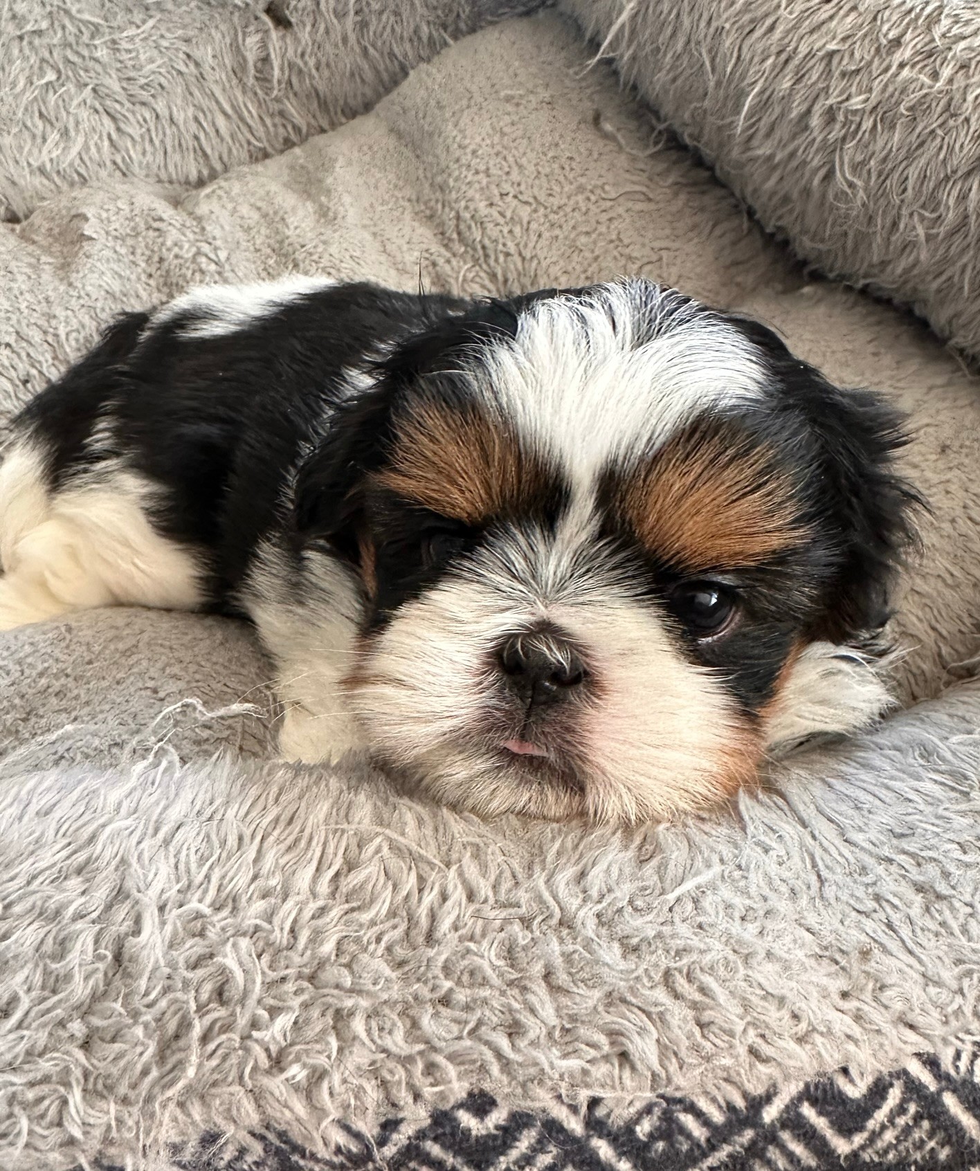 Meet Widget. | Scrolller