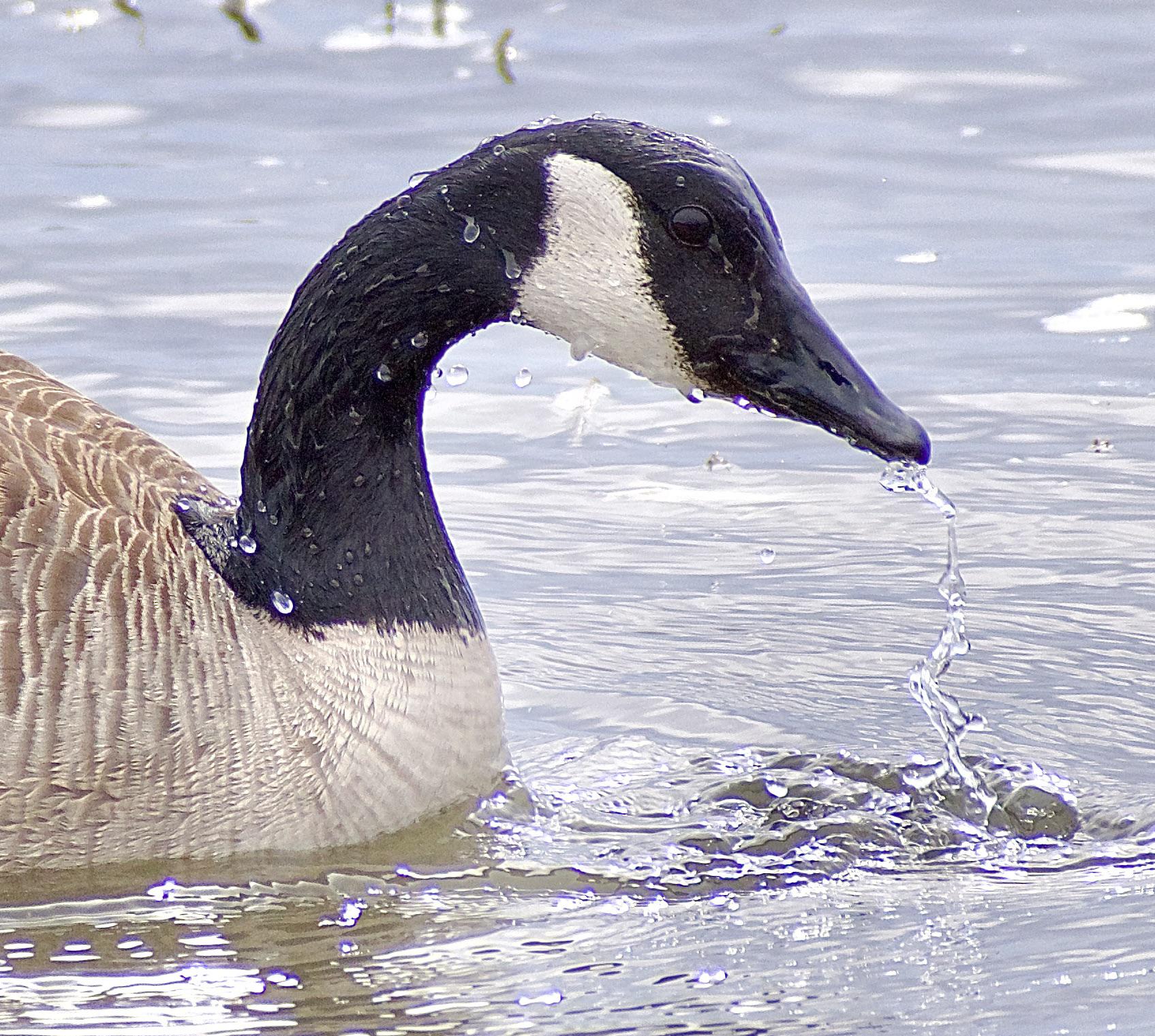 Canadian Goose (OC) | Scrolller