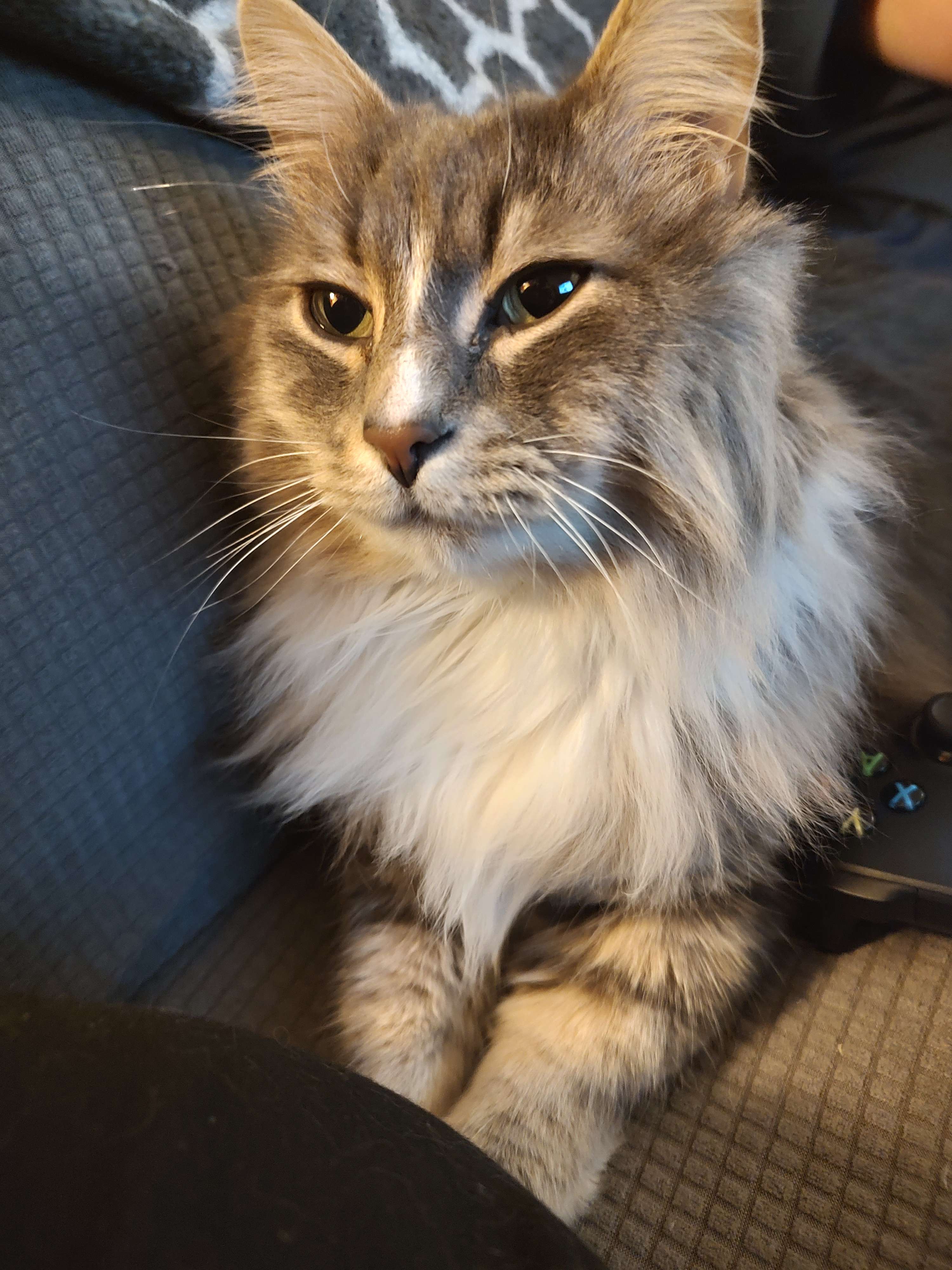 Pharaoh the cat | Scrolller