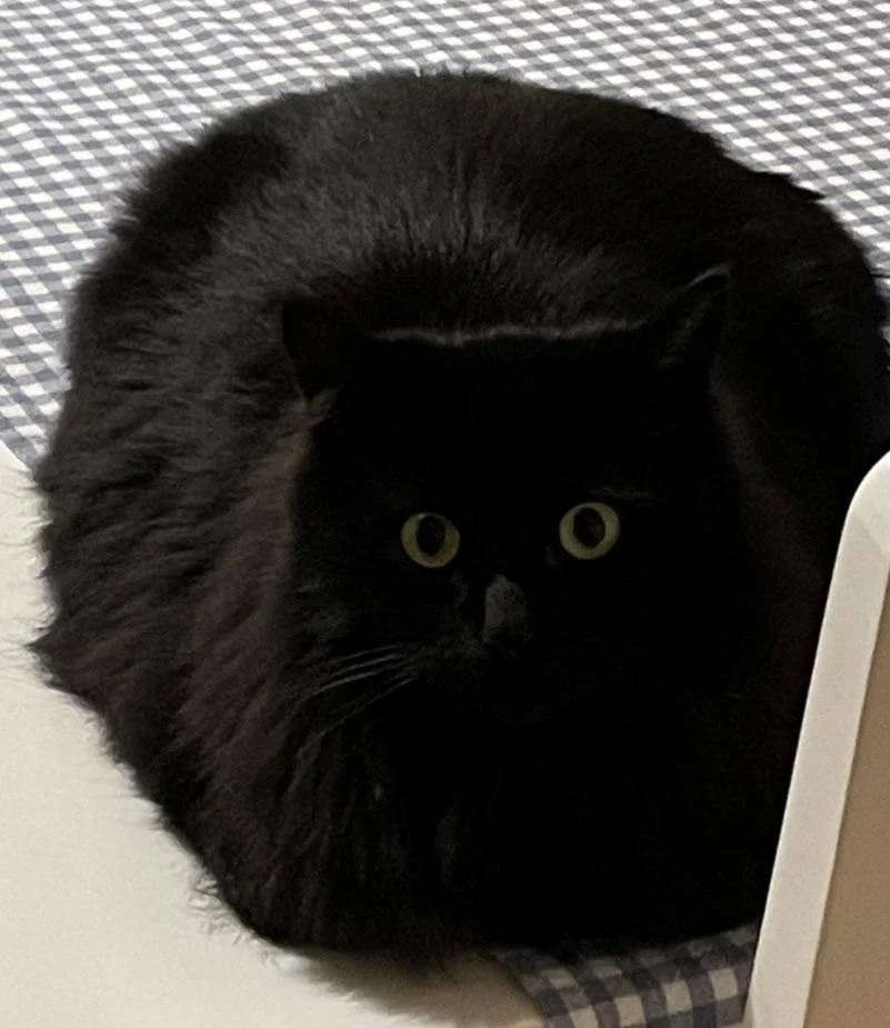 Floof loaf 🐾 | Scrolller