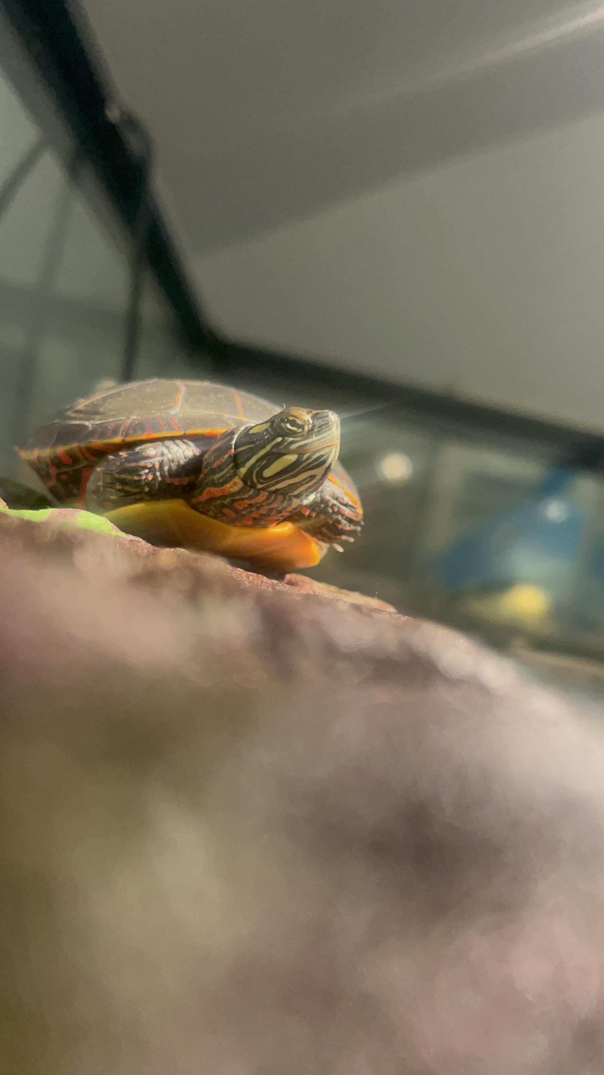 Squishy ! | Scrolller