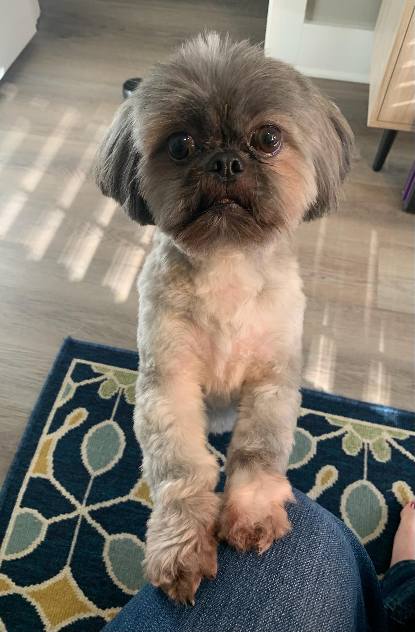 My little Chewy | Scrolller