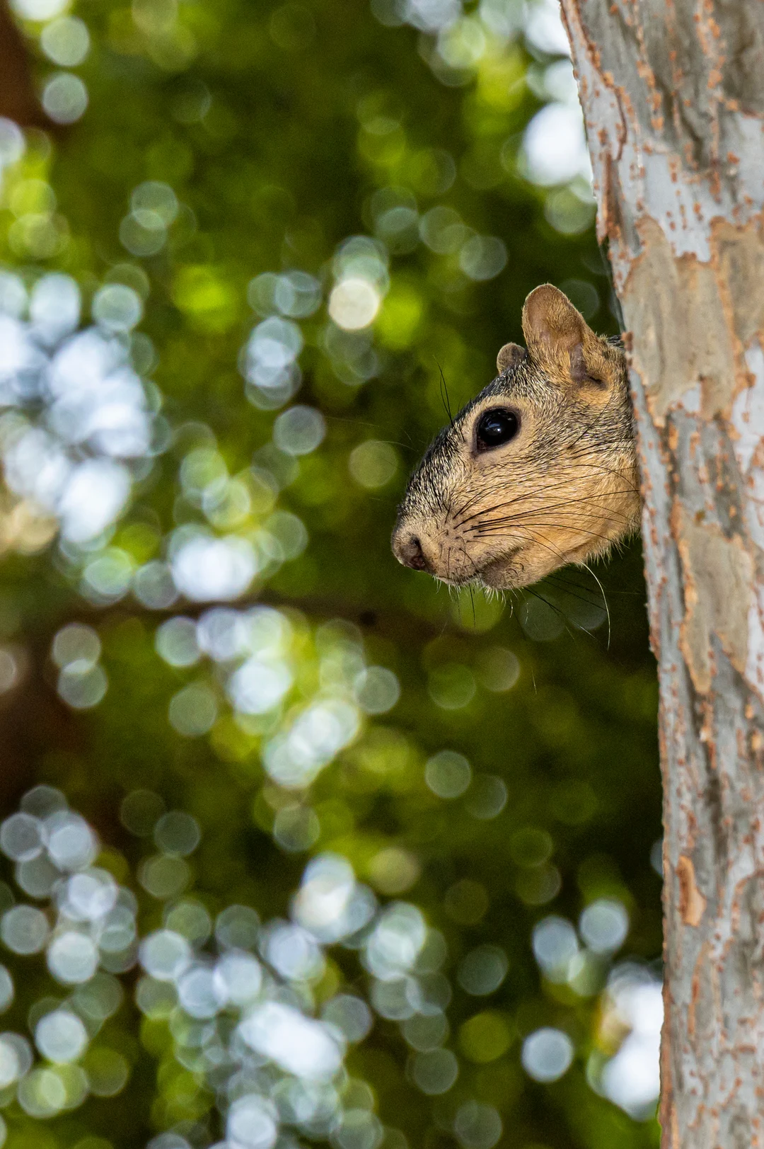 Squirrel | Scrolller