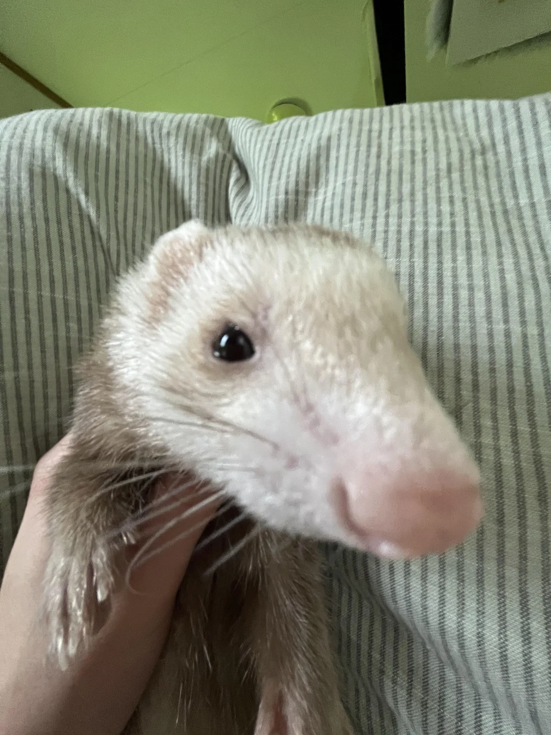 Long nose | Scrolller