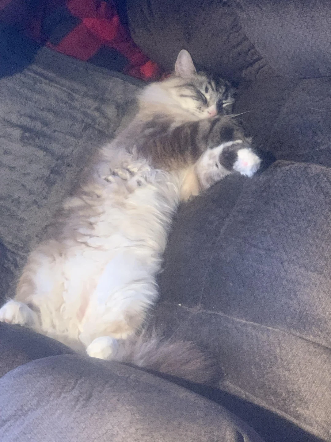 Sleeping floof | Scrolller