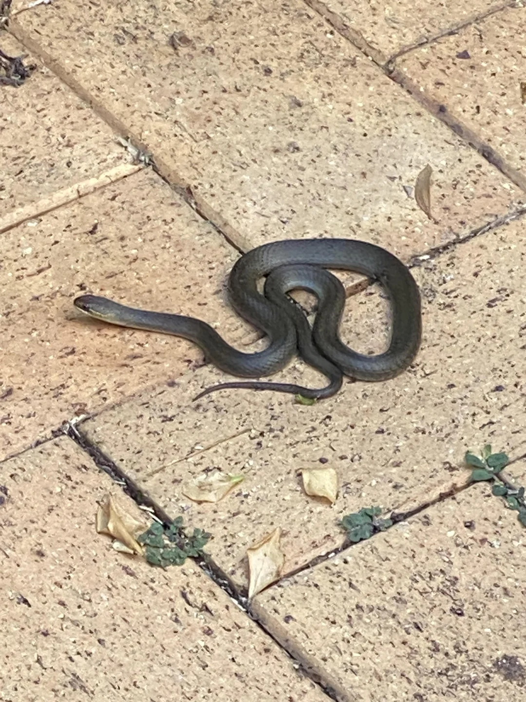 Snake identification? | Scrolller