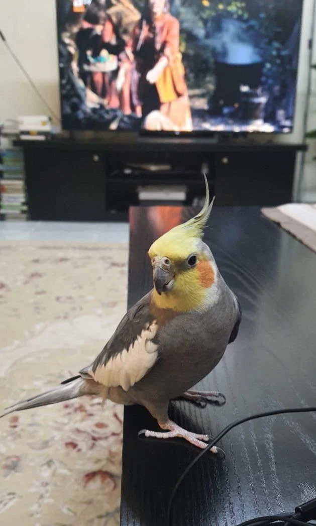 Mojo, striking a pose. | Scrolller