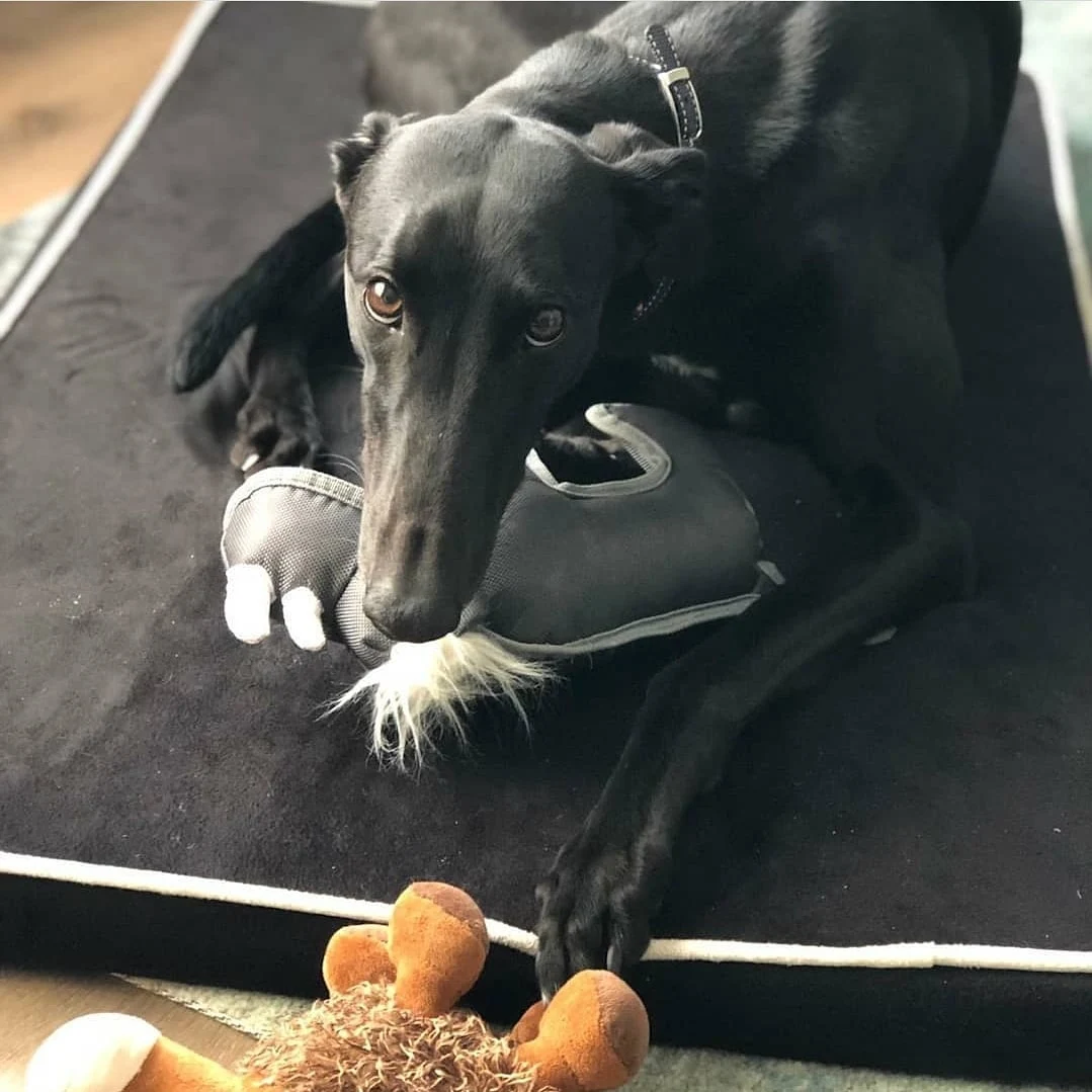 absolutely beautiful photo i took of my dog | Scrolller