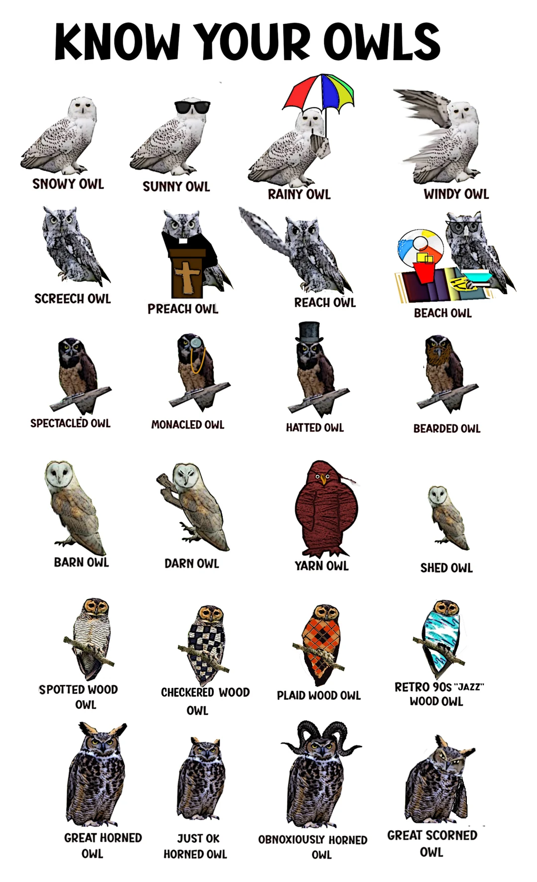 Know Your Owls (OC) | Scrolller