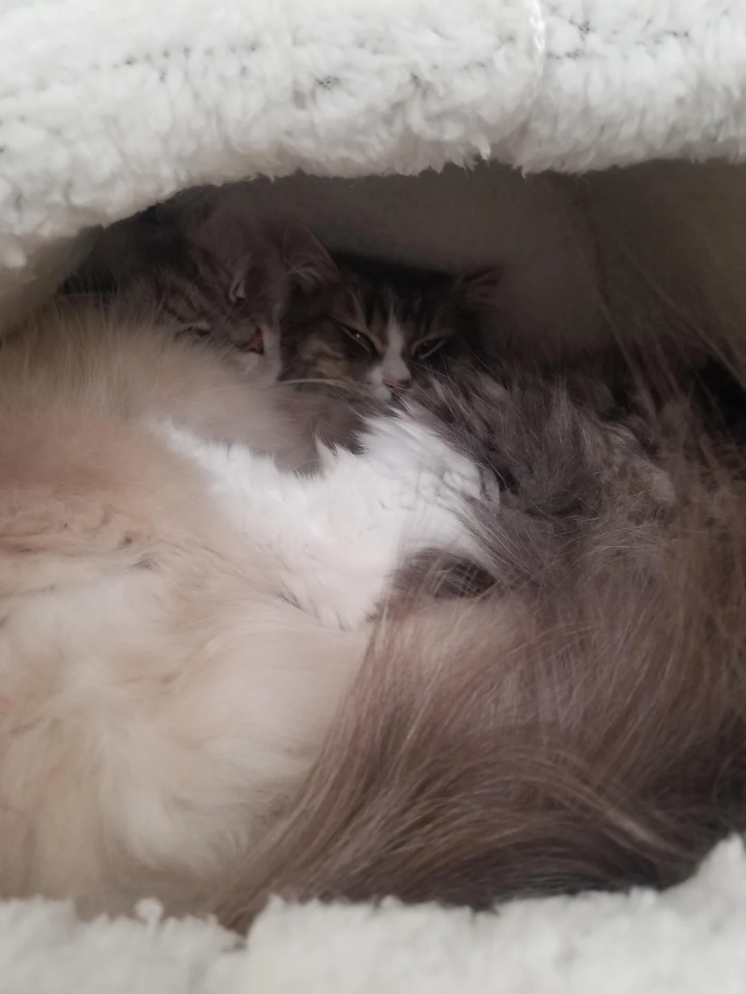 Vanilla and Samson 🥰 | Scrolller