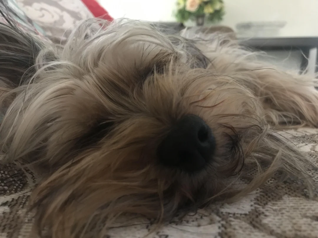 Big nose | Scrolller