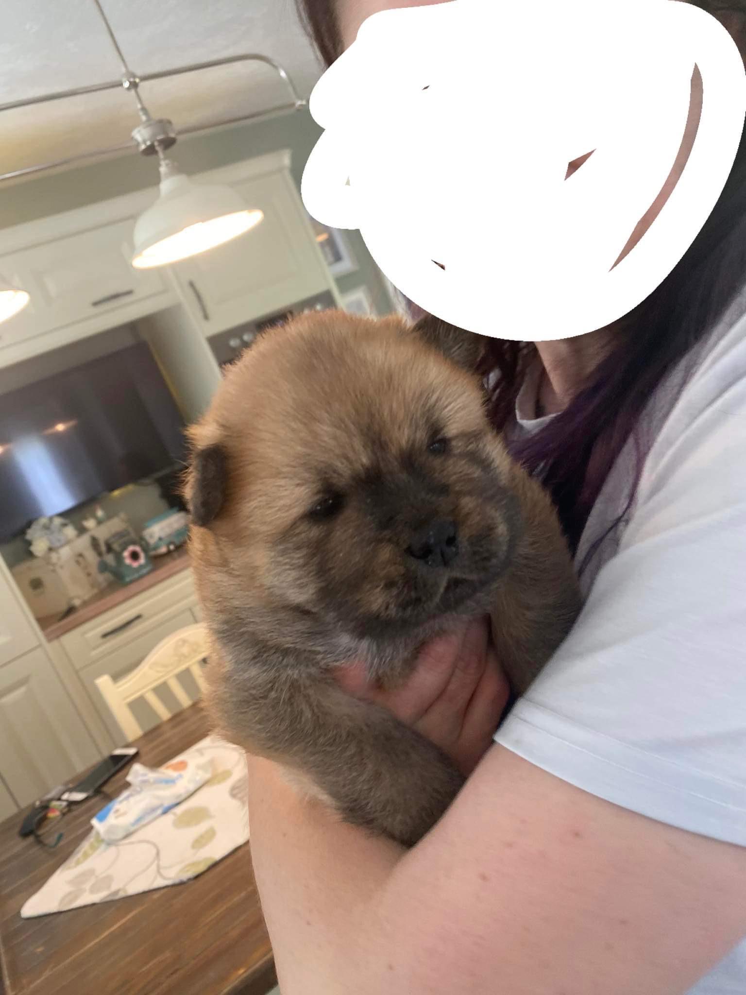 Yoshi the chow chow | Scrolller