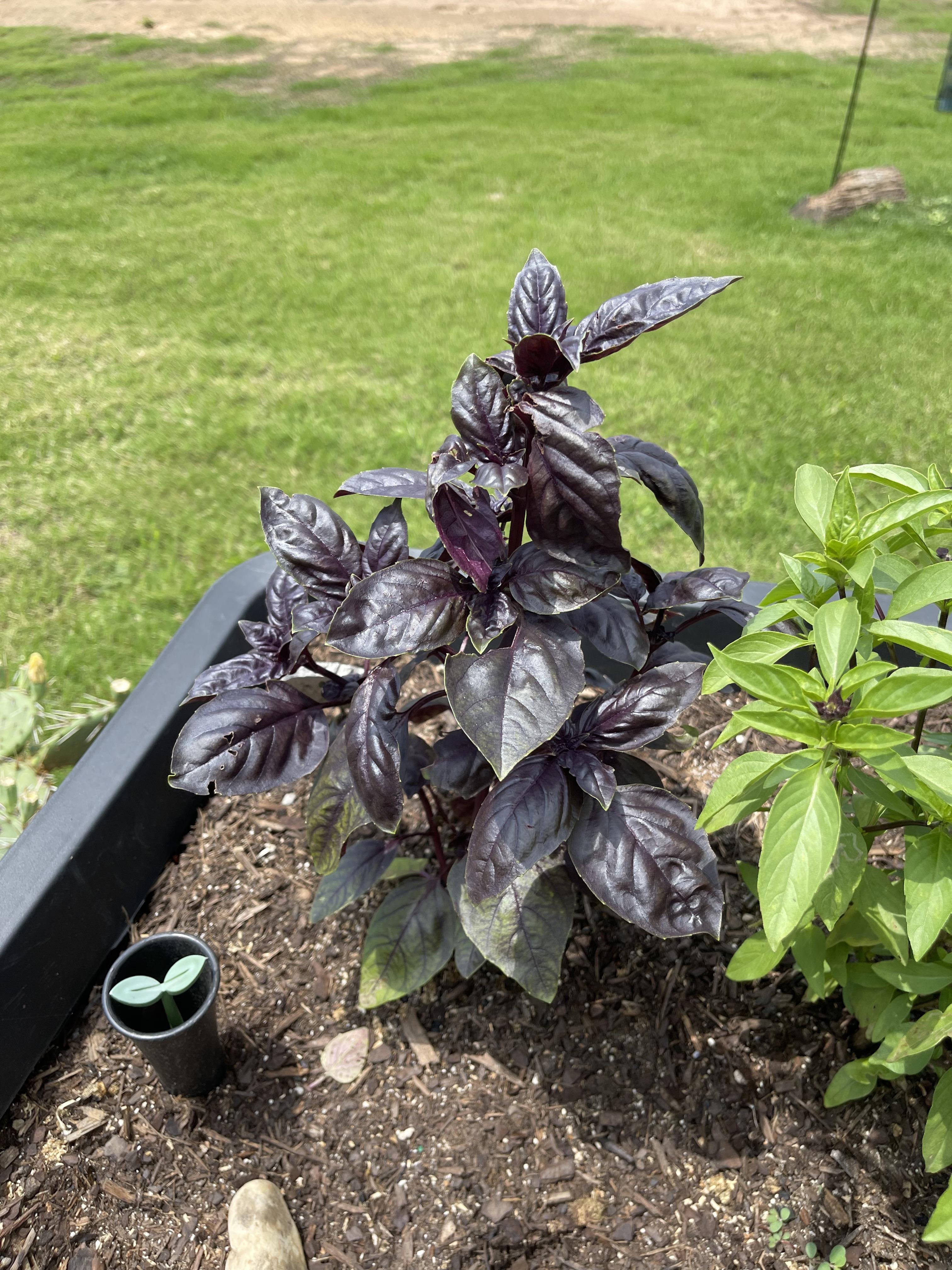 Any idea what variety of basil these are? | Scrolller
