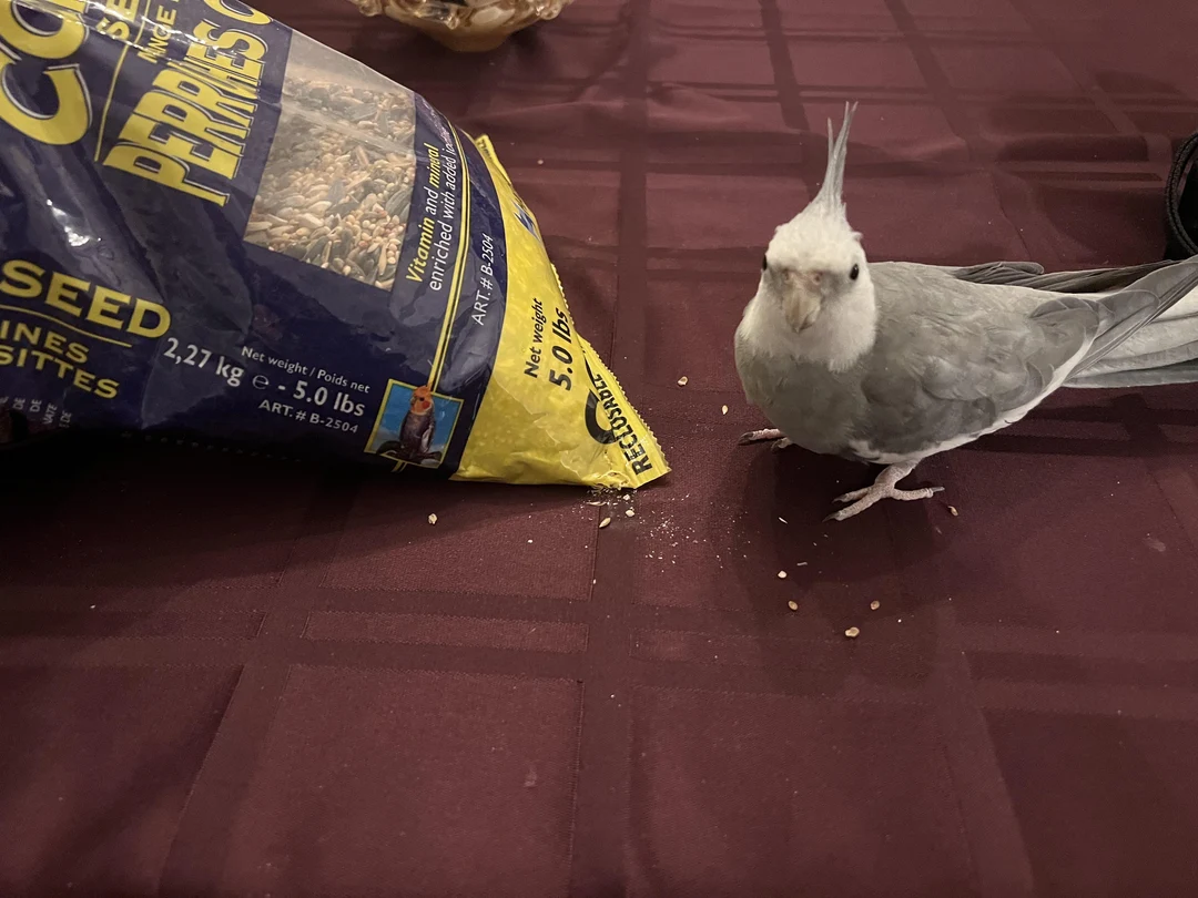 Coco caught in the act…. | Scrolller