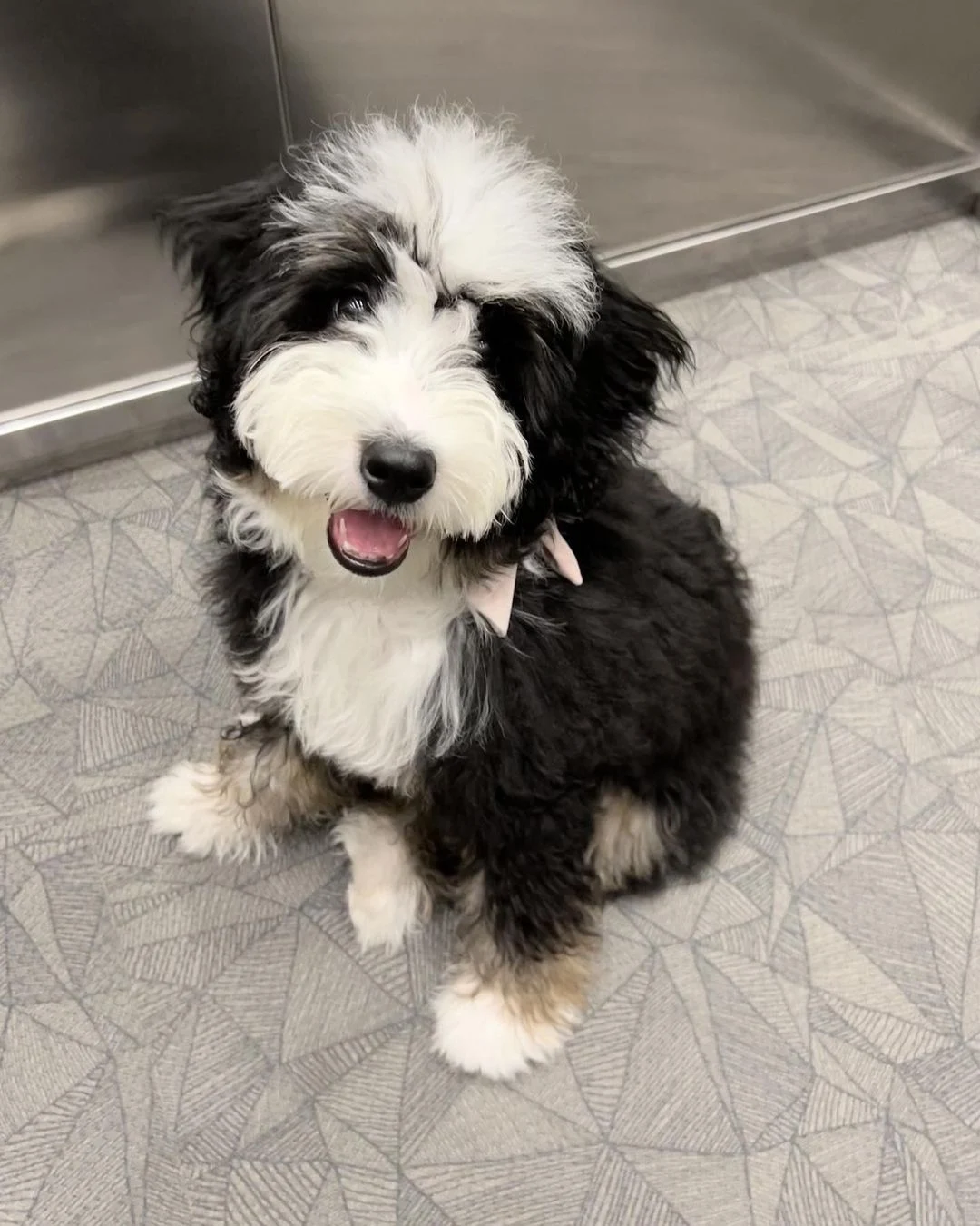 Meet Lumi! | Scrolller