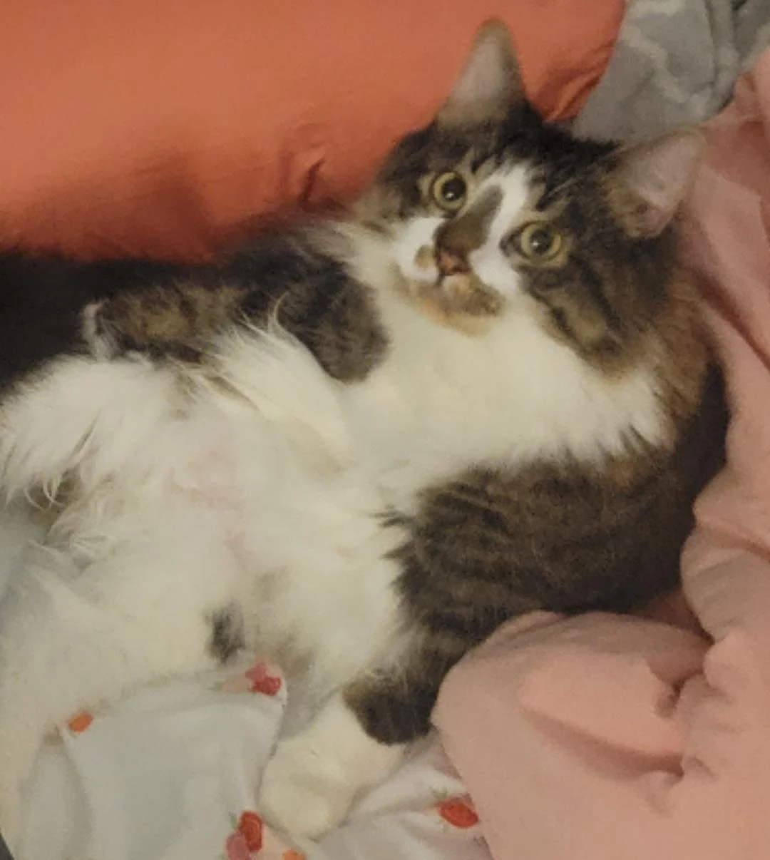 Wesley showing his floof | Scrolller