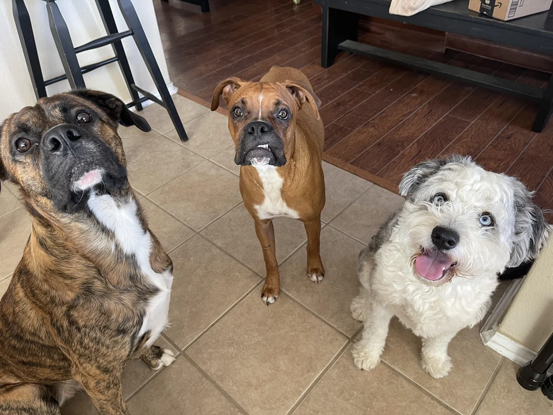 Love my puppies🫶🏼 | Scrolller