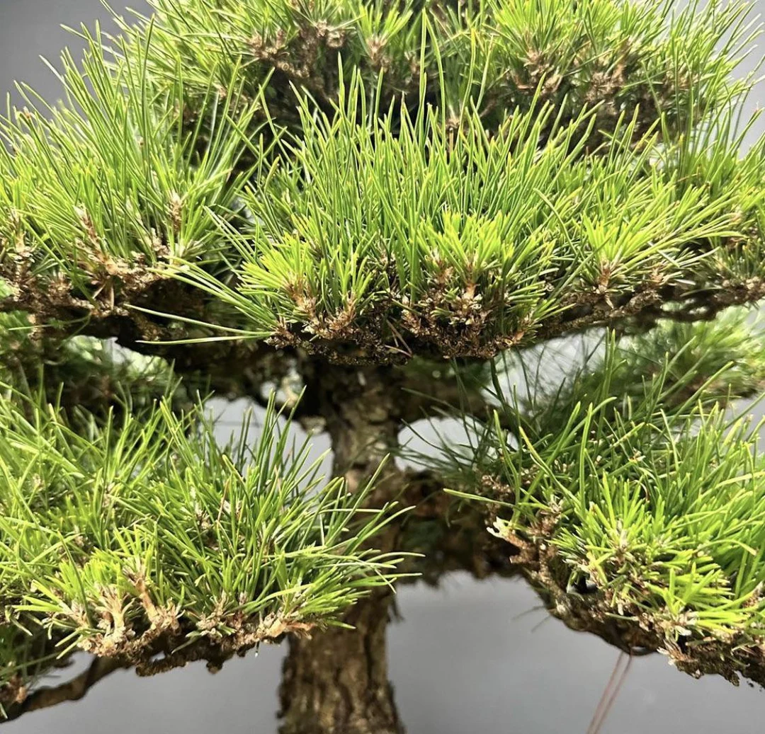 Community | Scrolller