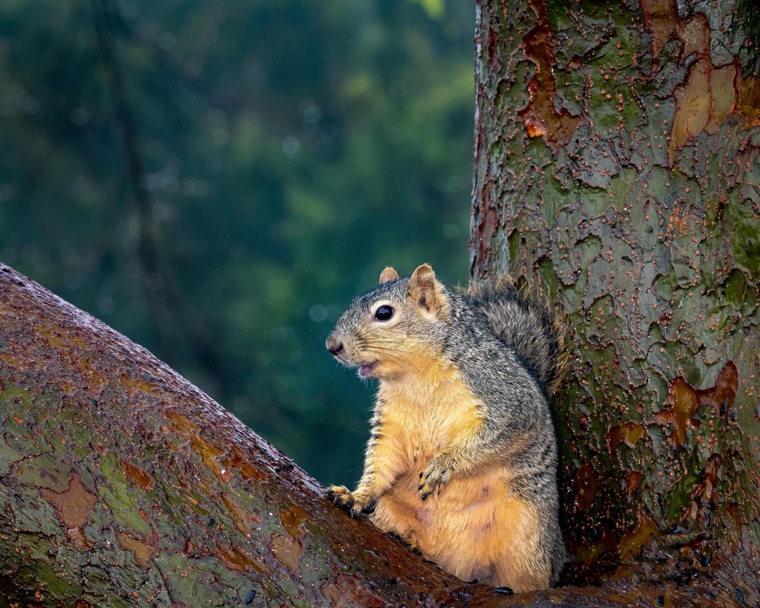 Rainy Day Squirrel | Scrolller