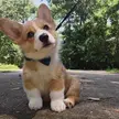 corgi)) | Scrolller