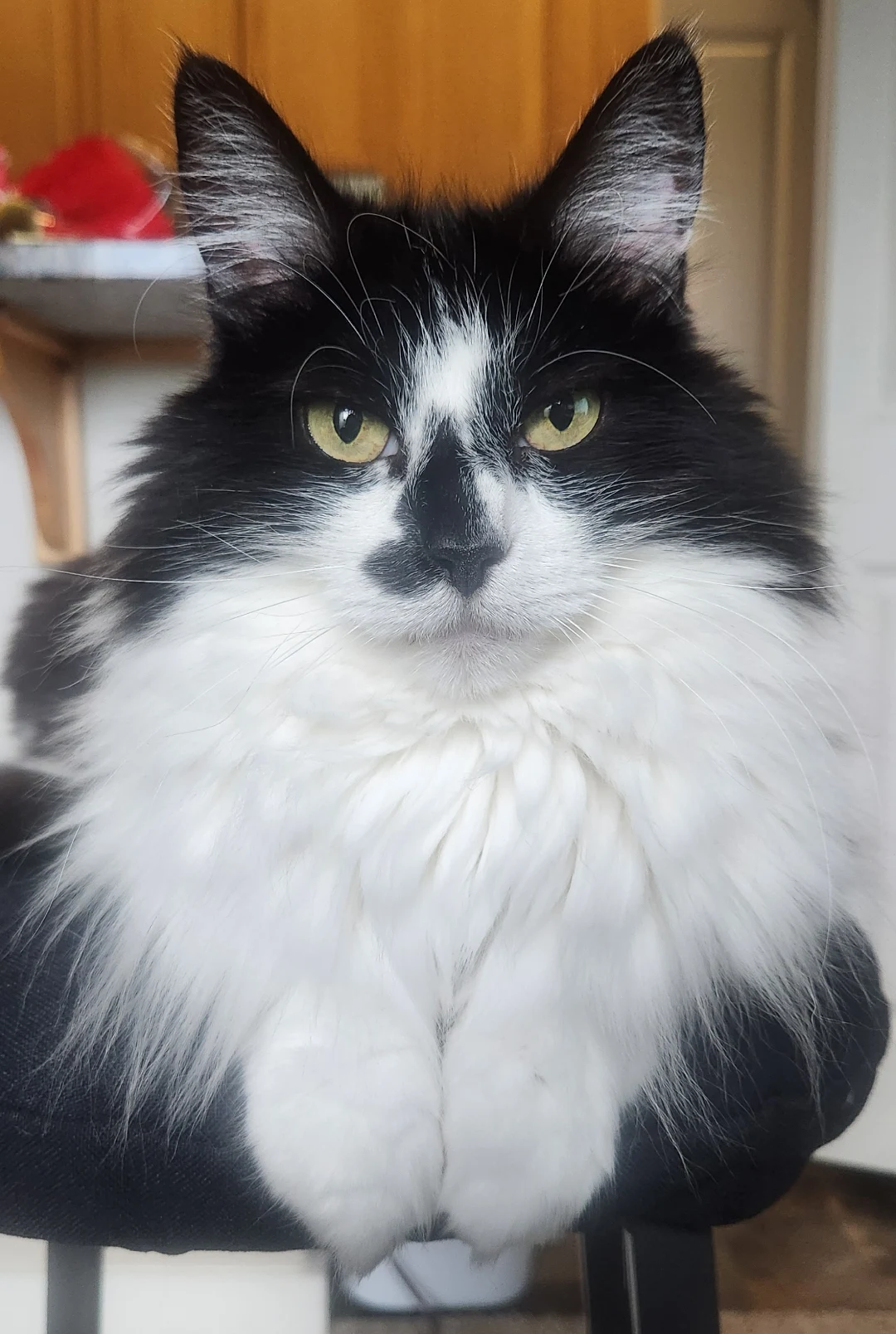 Showing off her lil paws | Scrolller