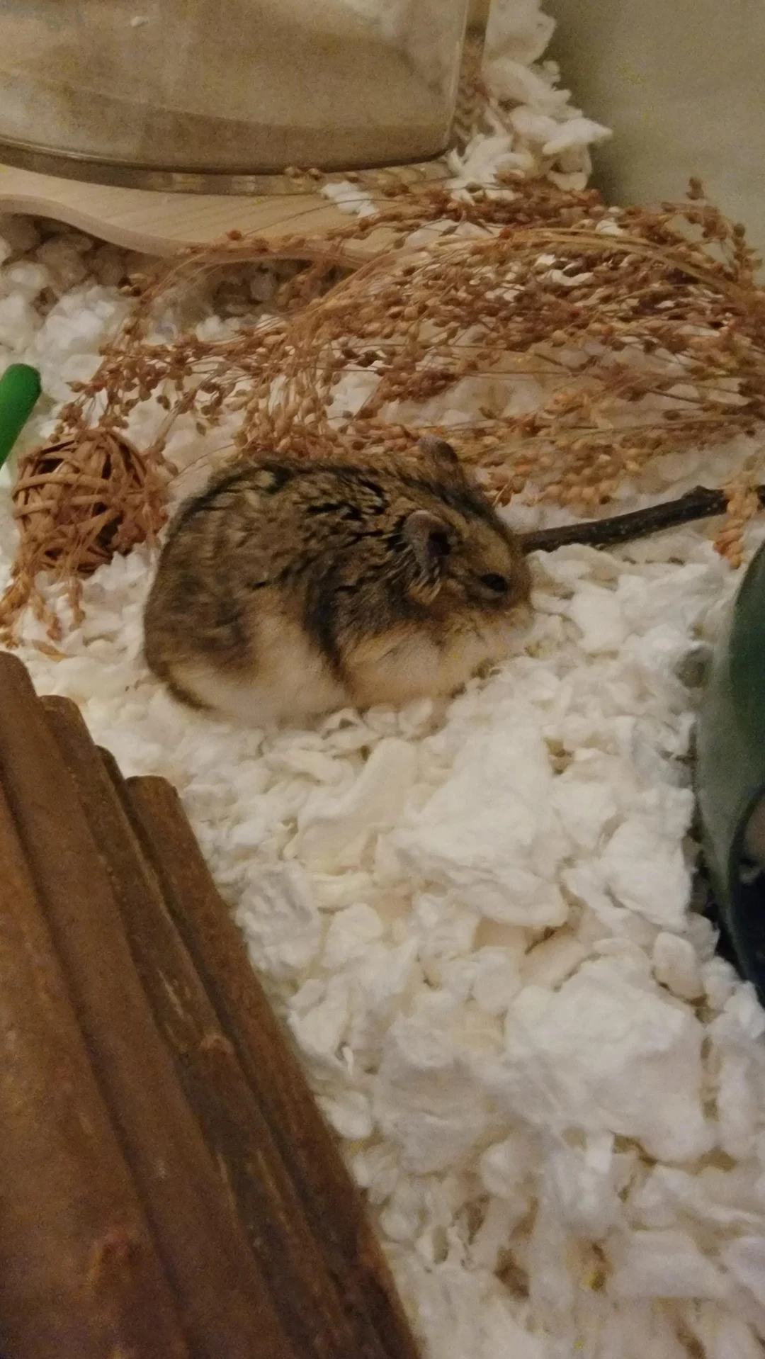 Bender. My second hamster, and my first dwarf. | Scrolller