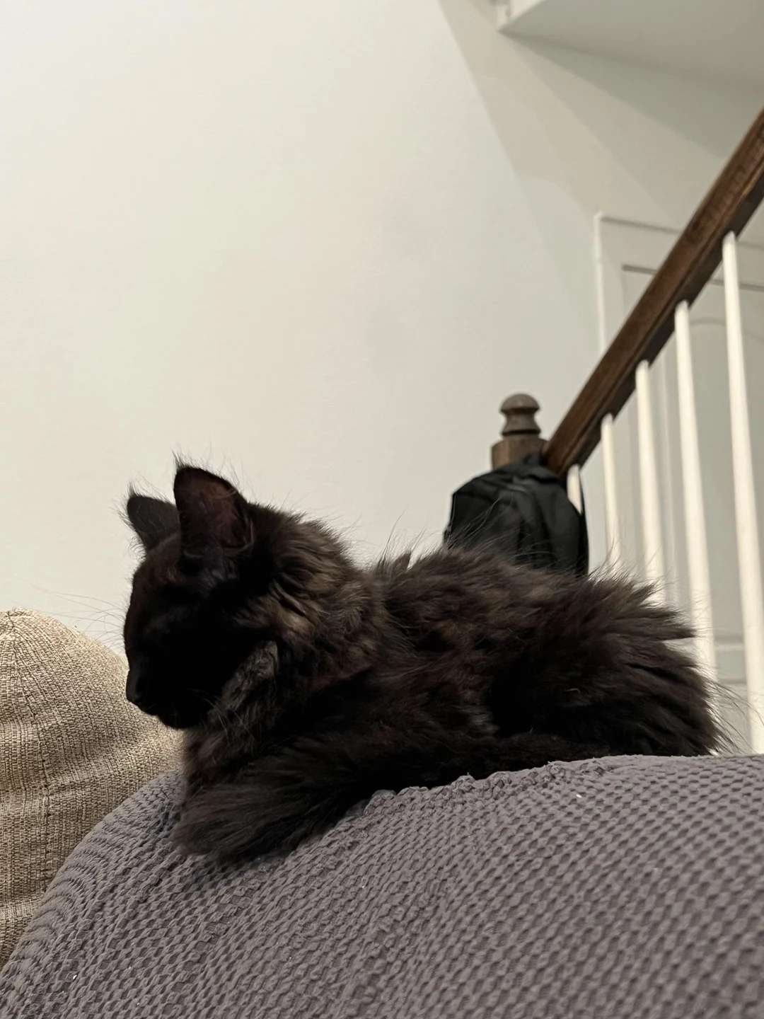 Korra aka Korrazy cause she drives me crazy | Scrolller