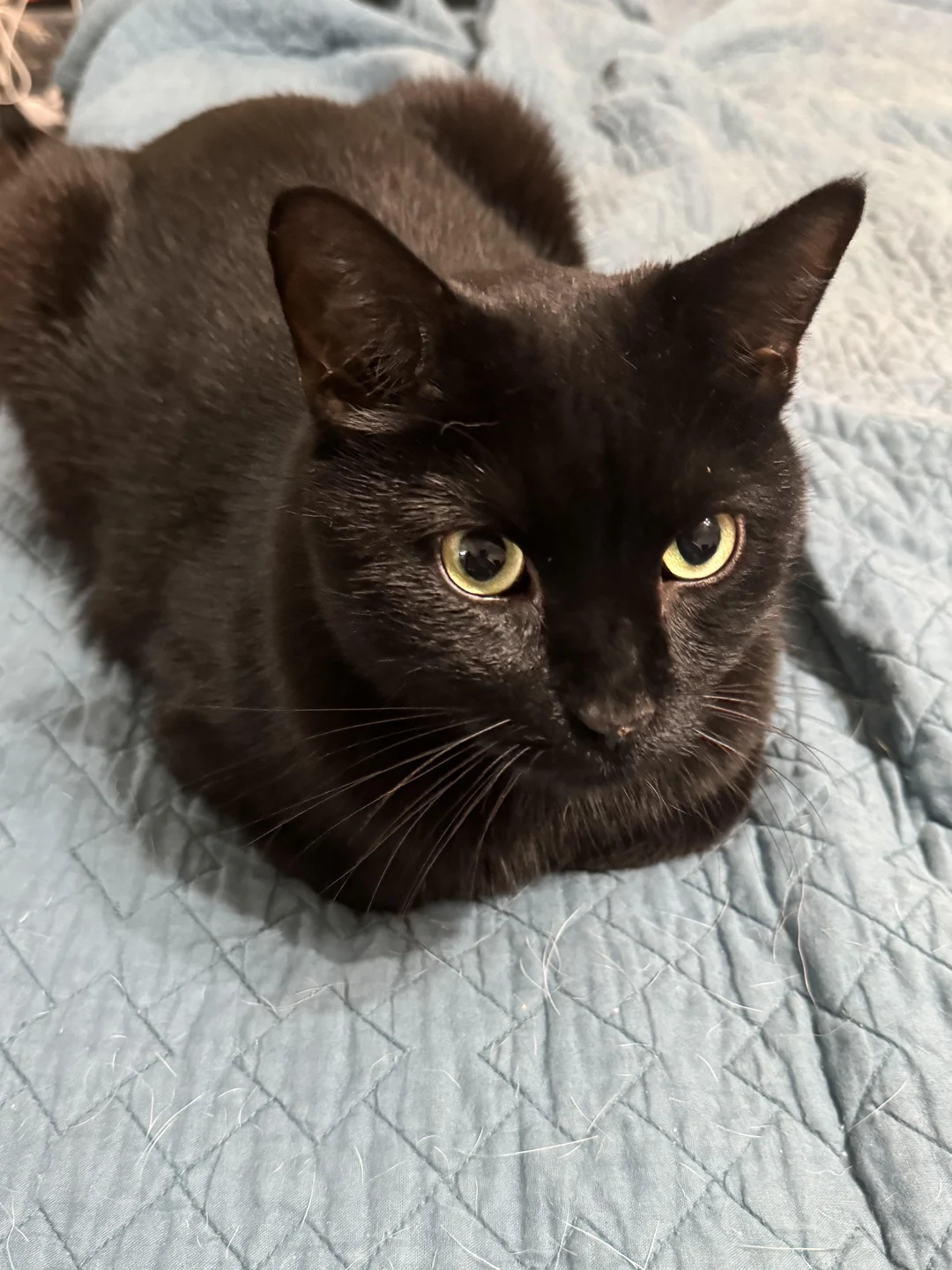 Big black loaf | Scrolller