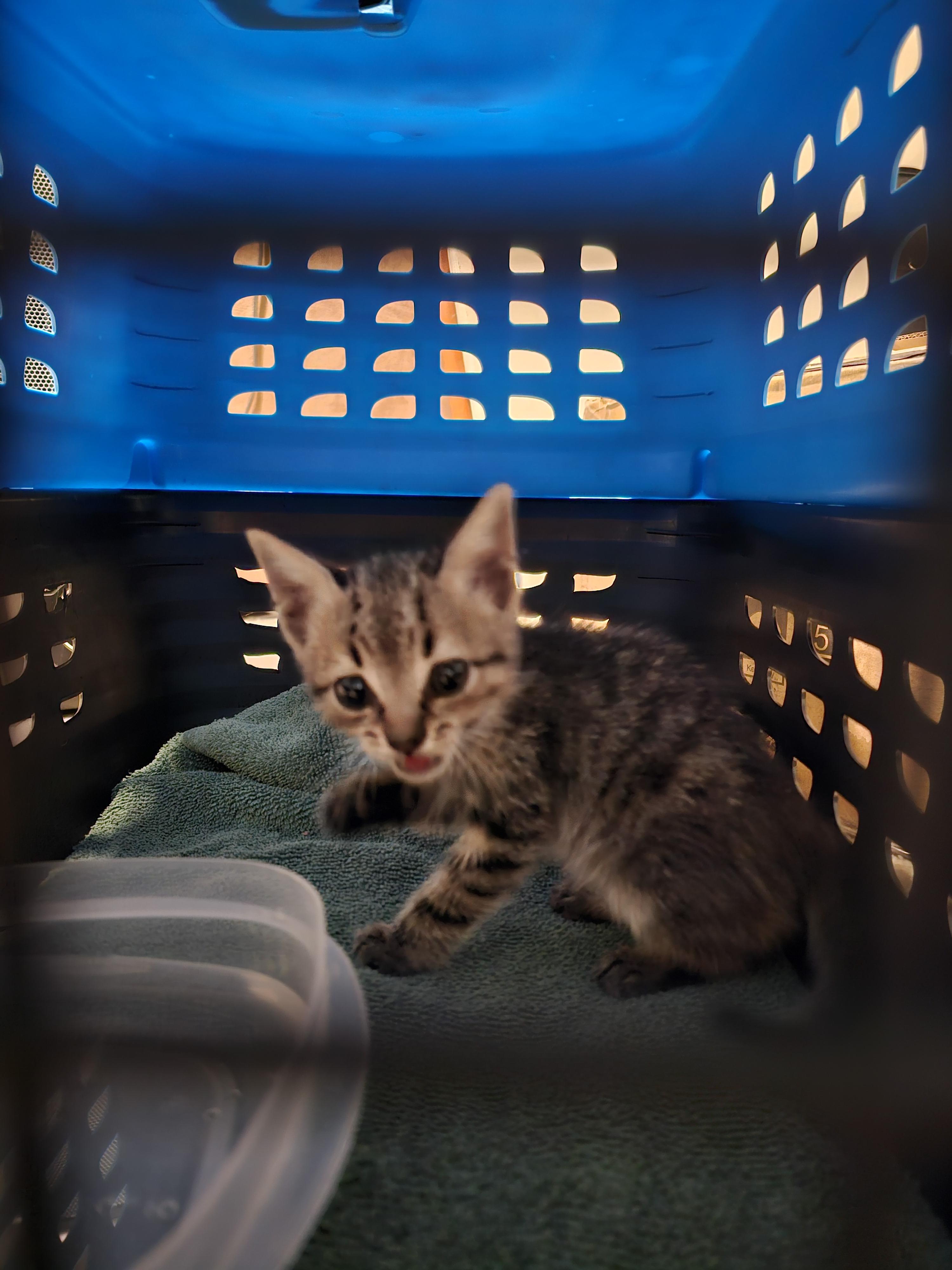 Cat distribution system strikes again... | Scrolller