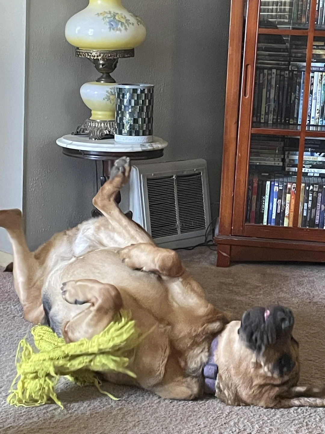 My bloodhound scratching her back | Scrolller