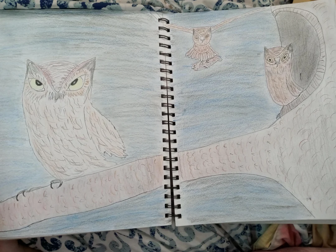 3 hand drown owls | Scrolller