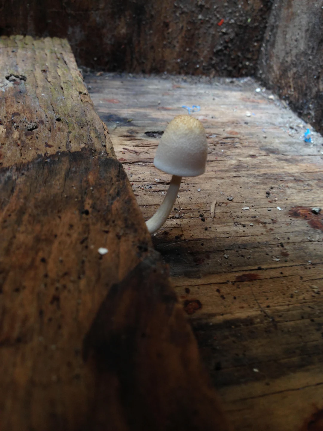 What is the name of this mushroom ? | Scrolller