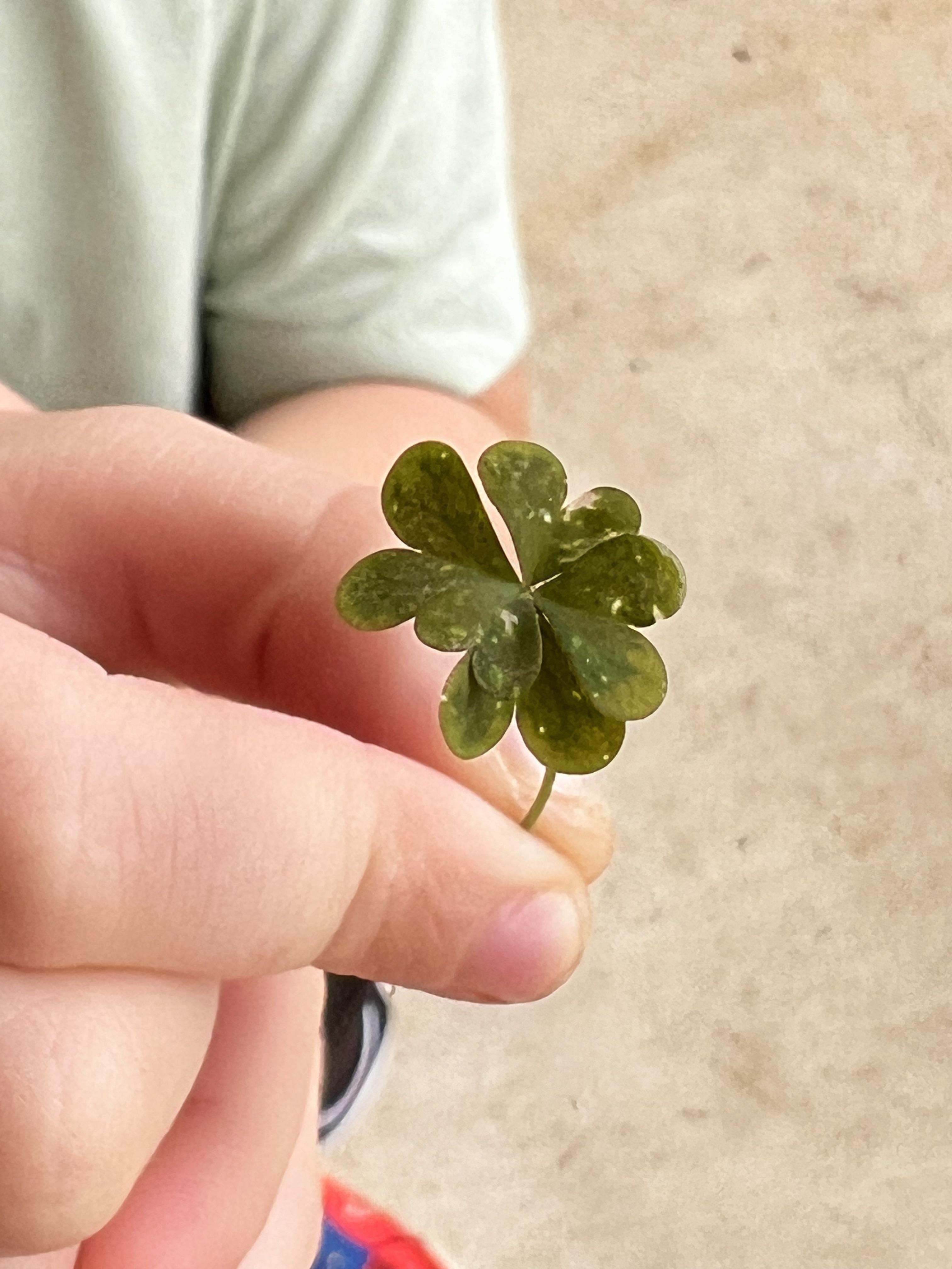 Five Leaf Clover! | Scrolller