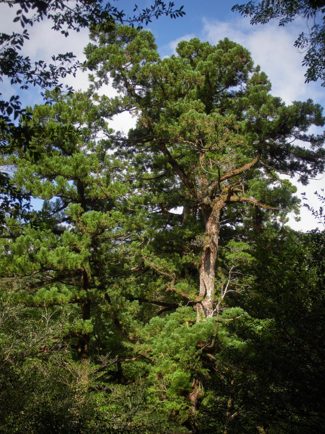 Cedar trees in Yakushima, Japan [OC] [3188x5184] | Scrolller