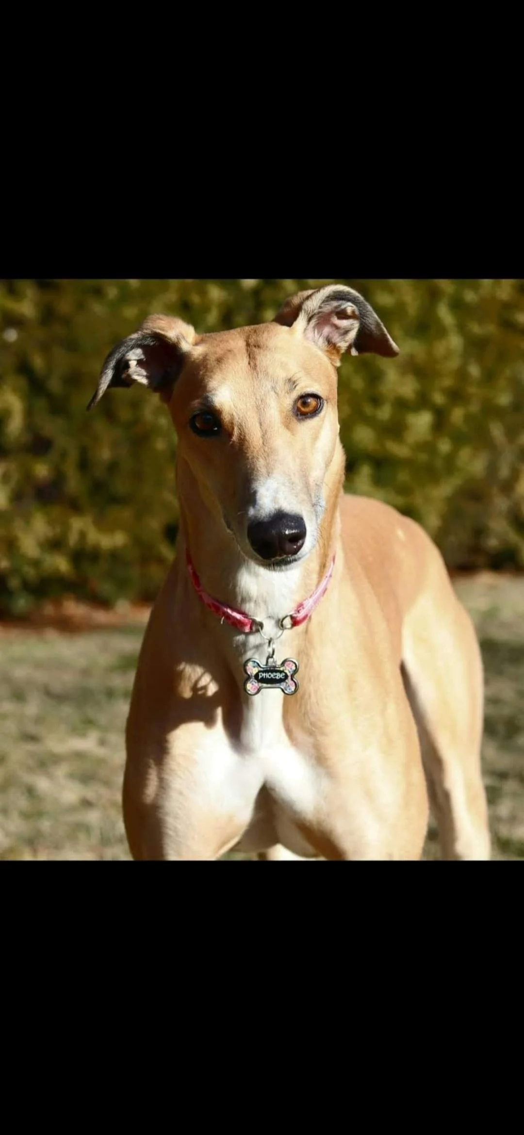 Discover more like Greyhounds: Phoebe ️ and Related Content | Scrolller