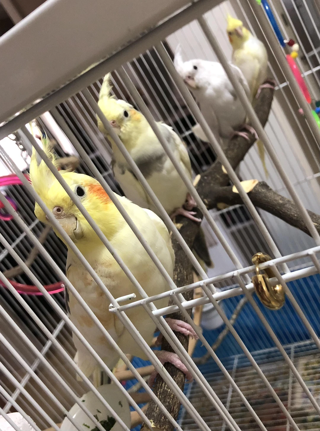 Family reunited on their new perch! | Scrolller