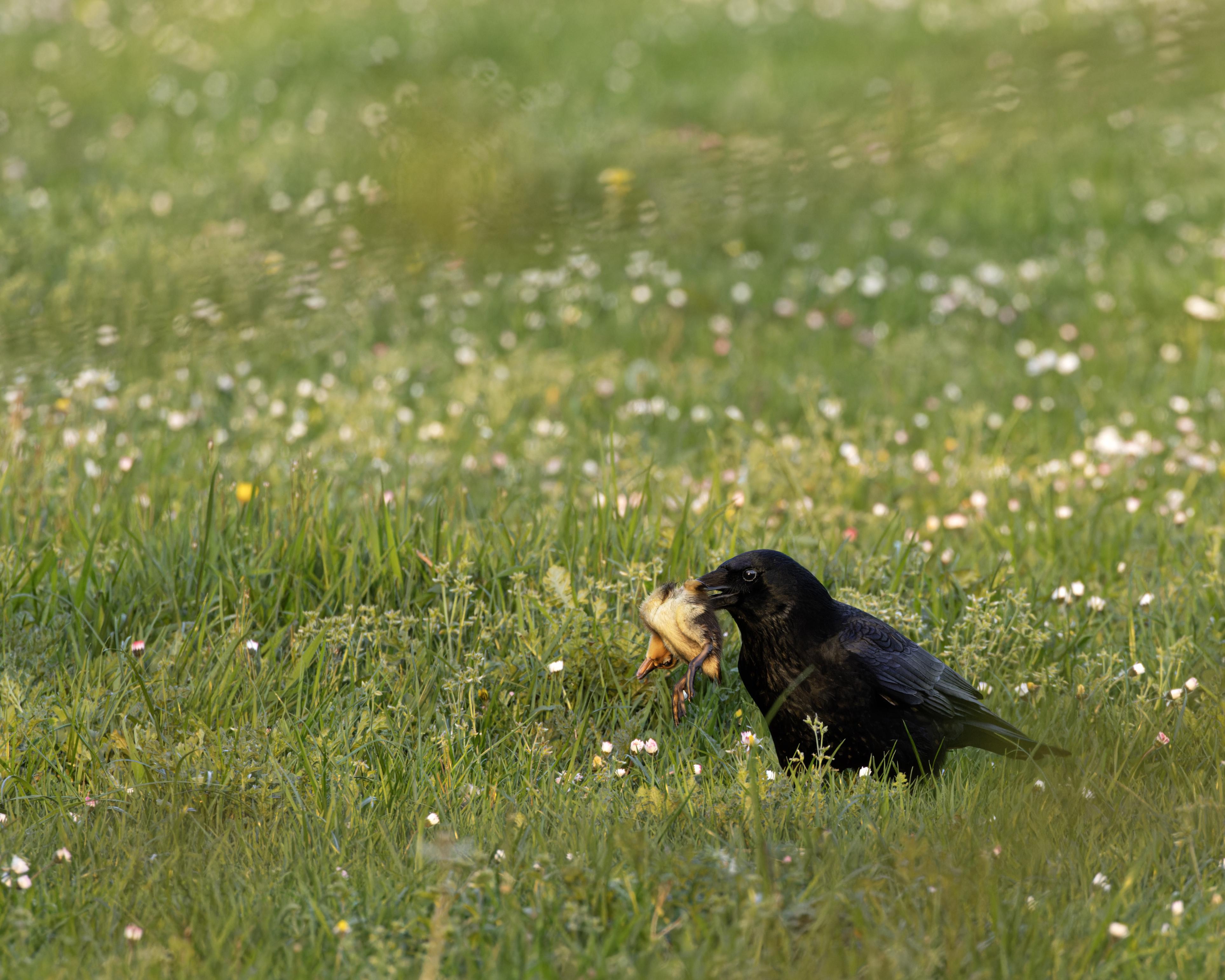 Crow caught a duckling | Scrolller