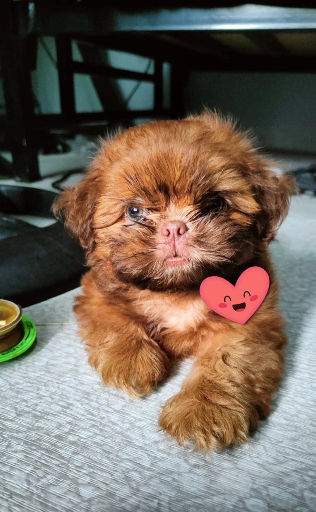 Meet Lio he's a shih | Scrolller