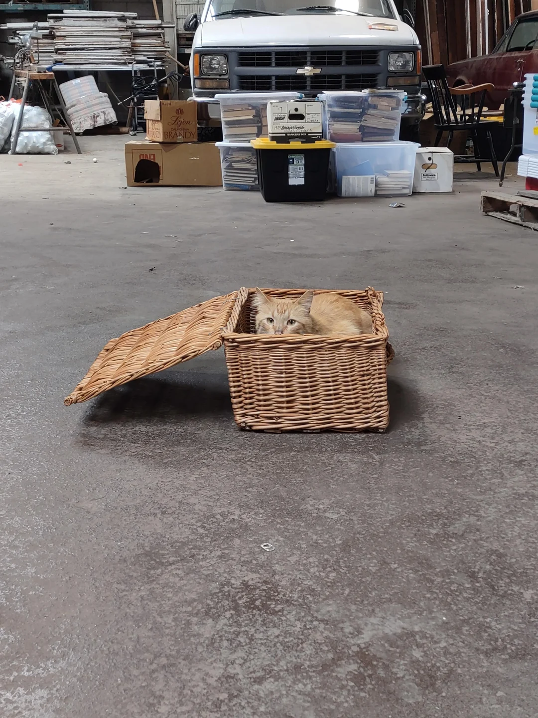 Discover more like TheCatTrapIsWorking: My warehouse cat moments after placing a basket on the ...