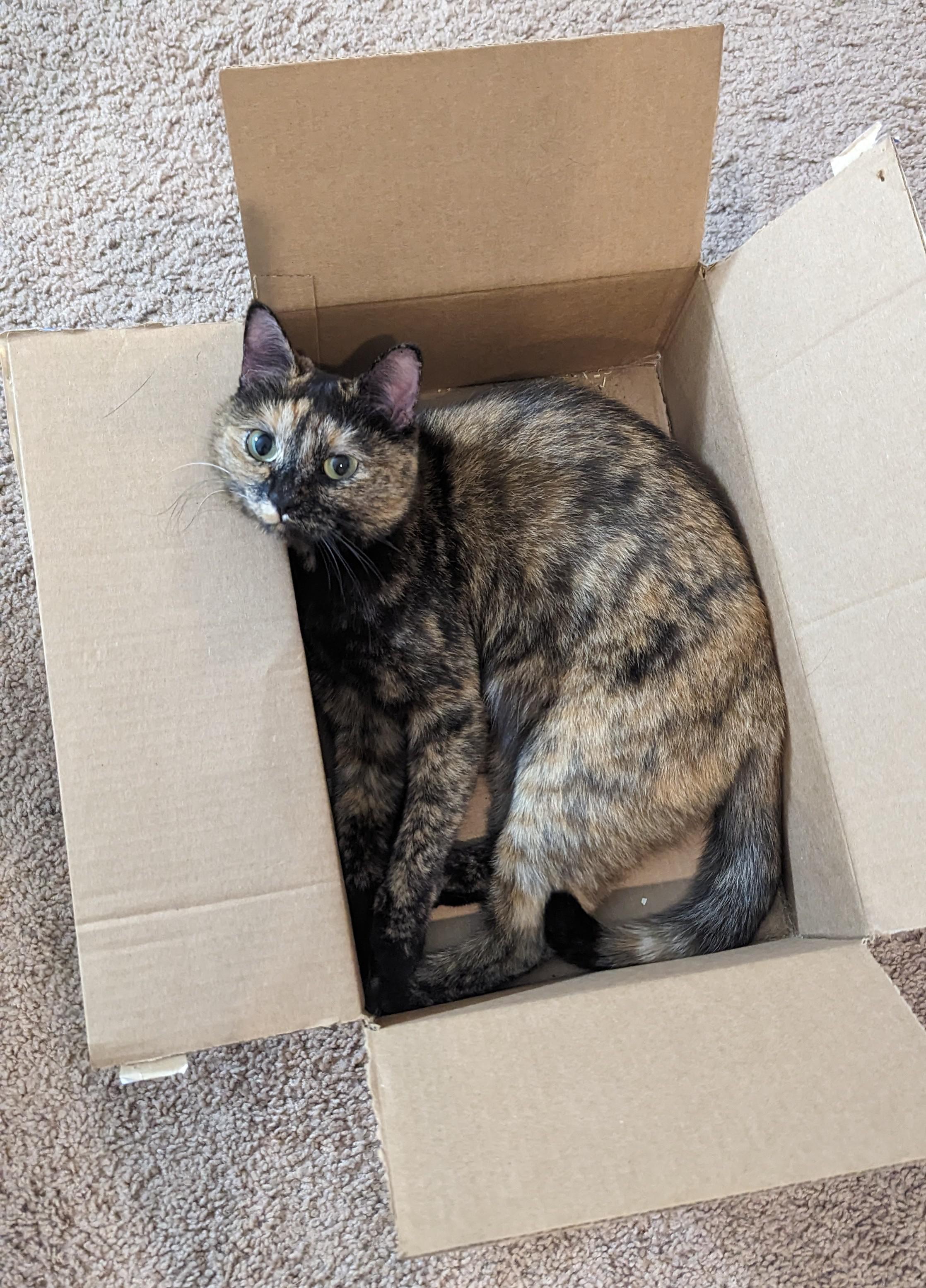 Amazon is honestly just a convoluted way to distribute cat traps | Scrolller