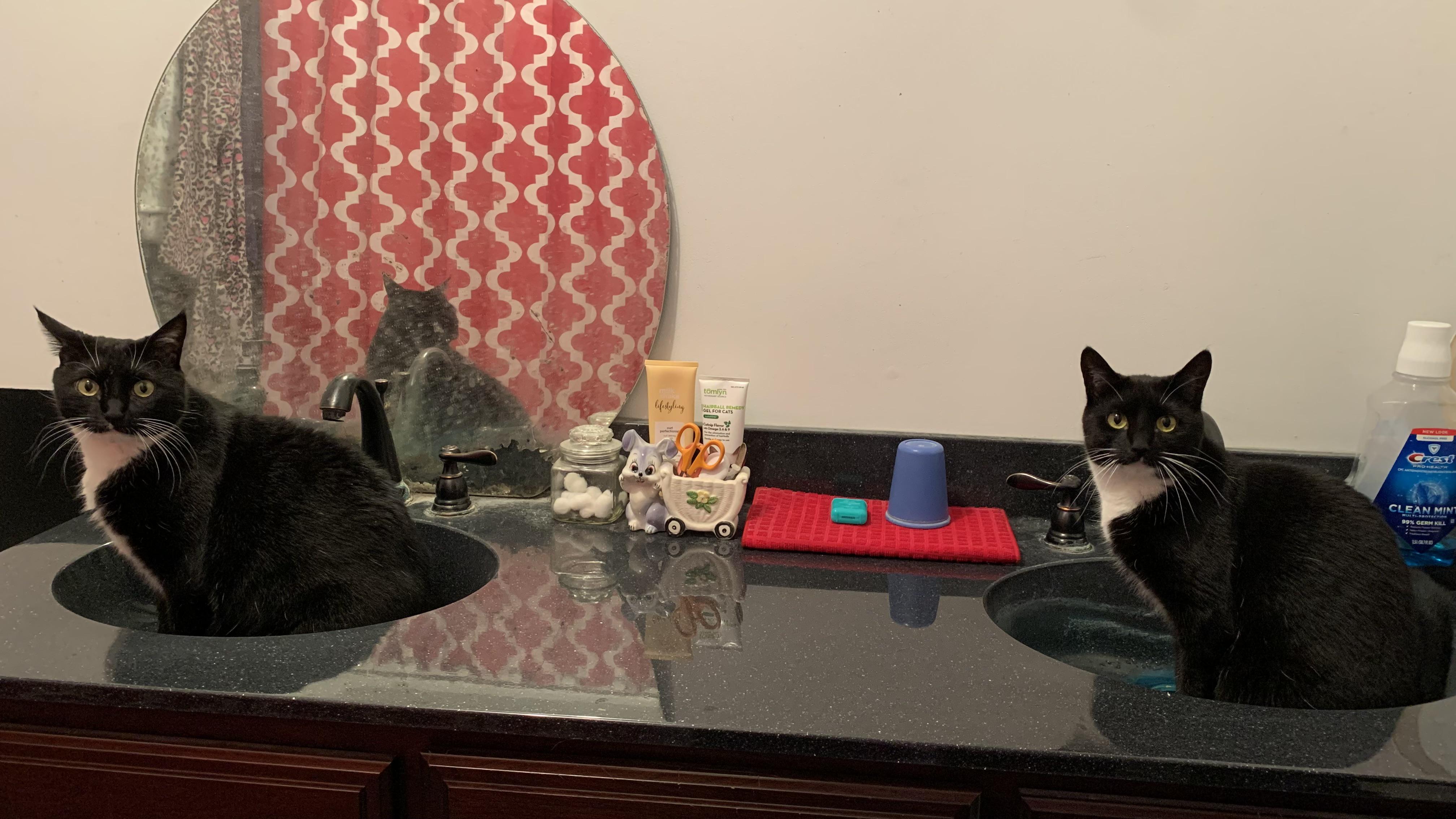 My Tuxedo cat cloned herself. | Scrolller