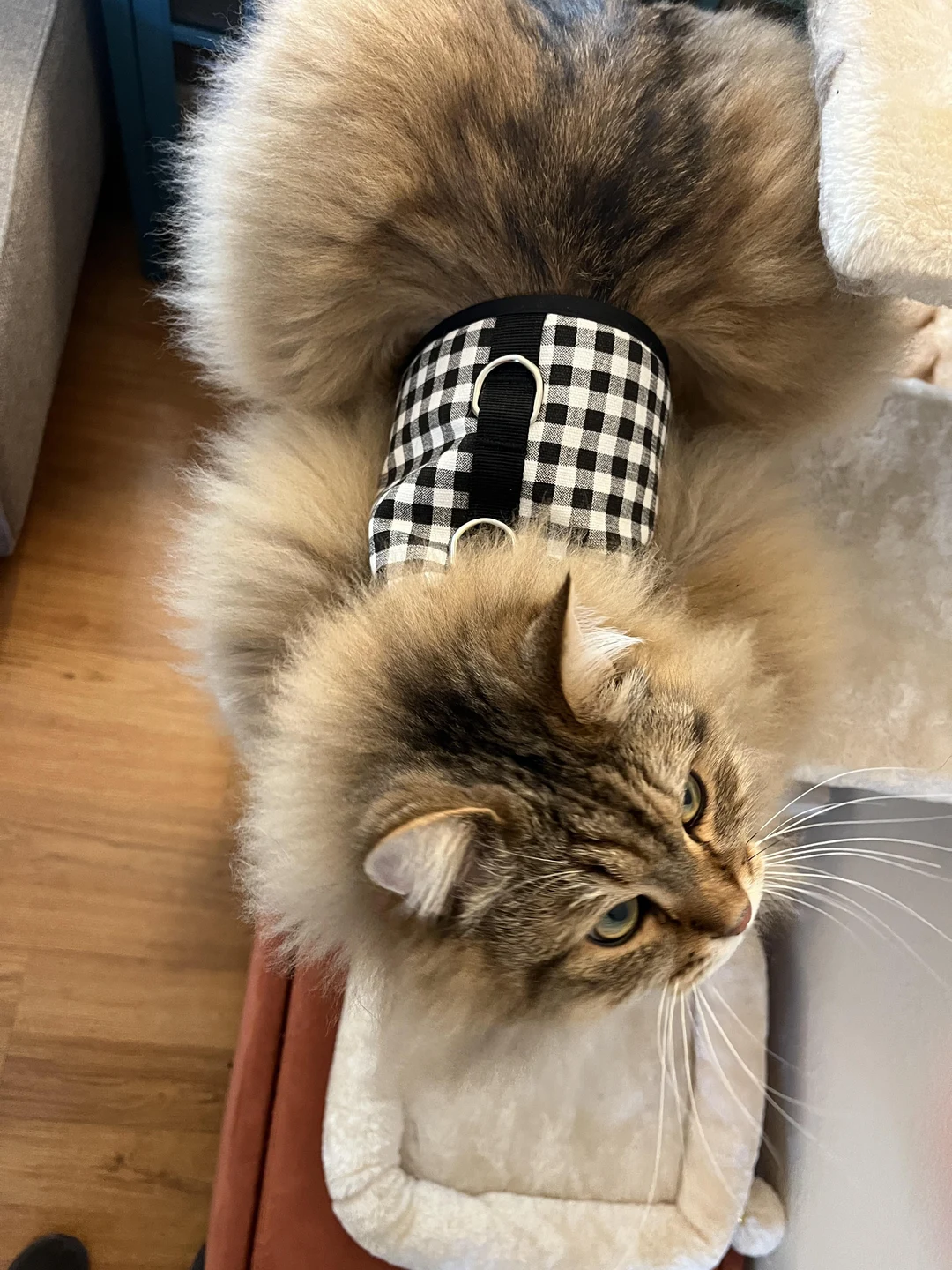 Wanted a harness I could Velcro on… | Scrolller