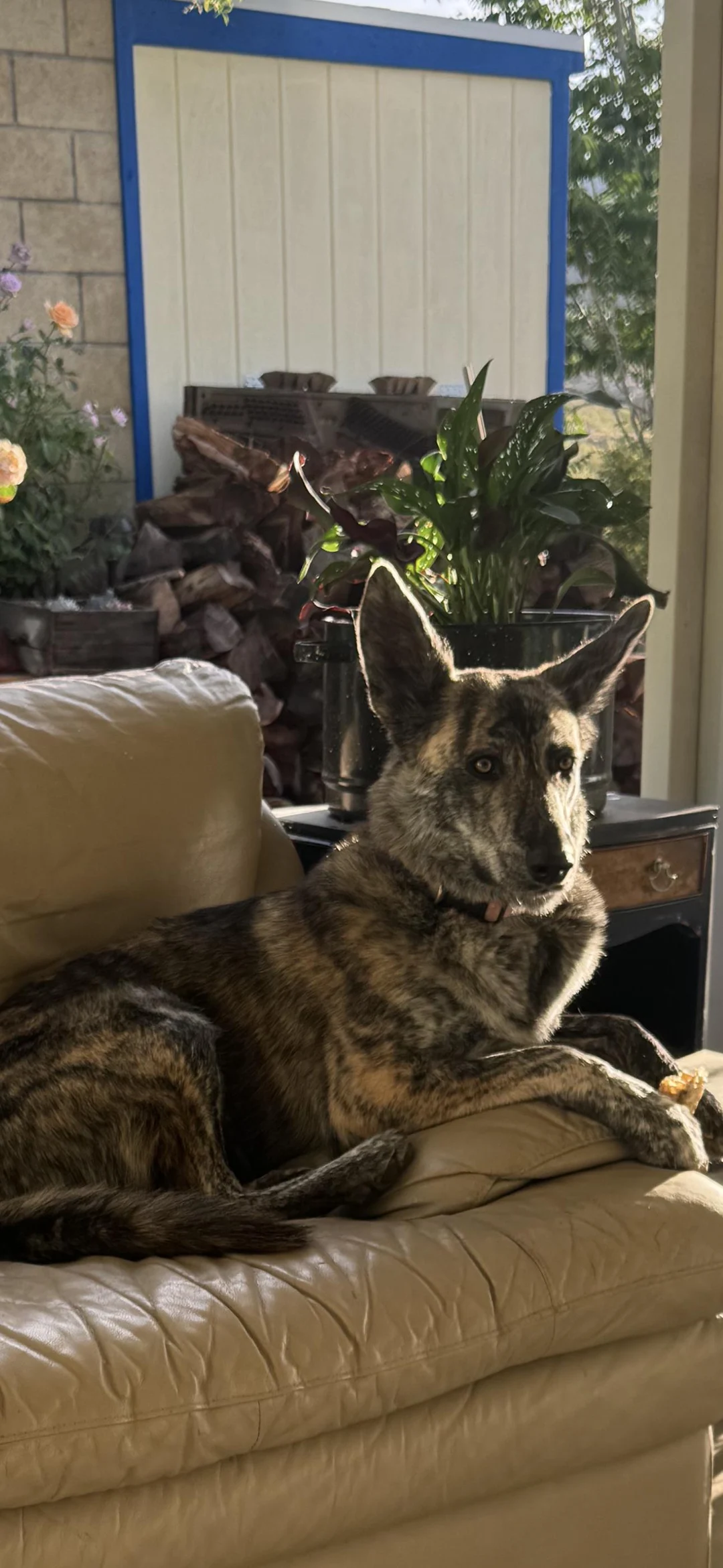 Morning sun with my bone | Scrolller