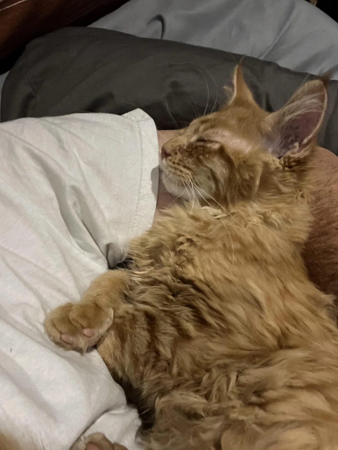 3.5mo 8lbs. Got some shots today so little dude is laying low. | Scrolller