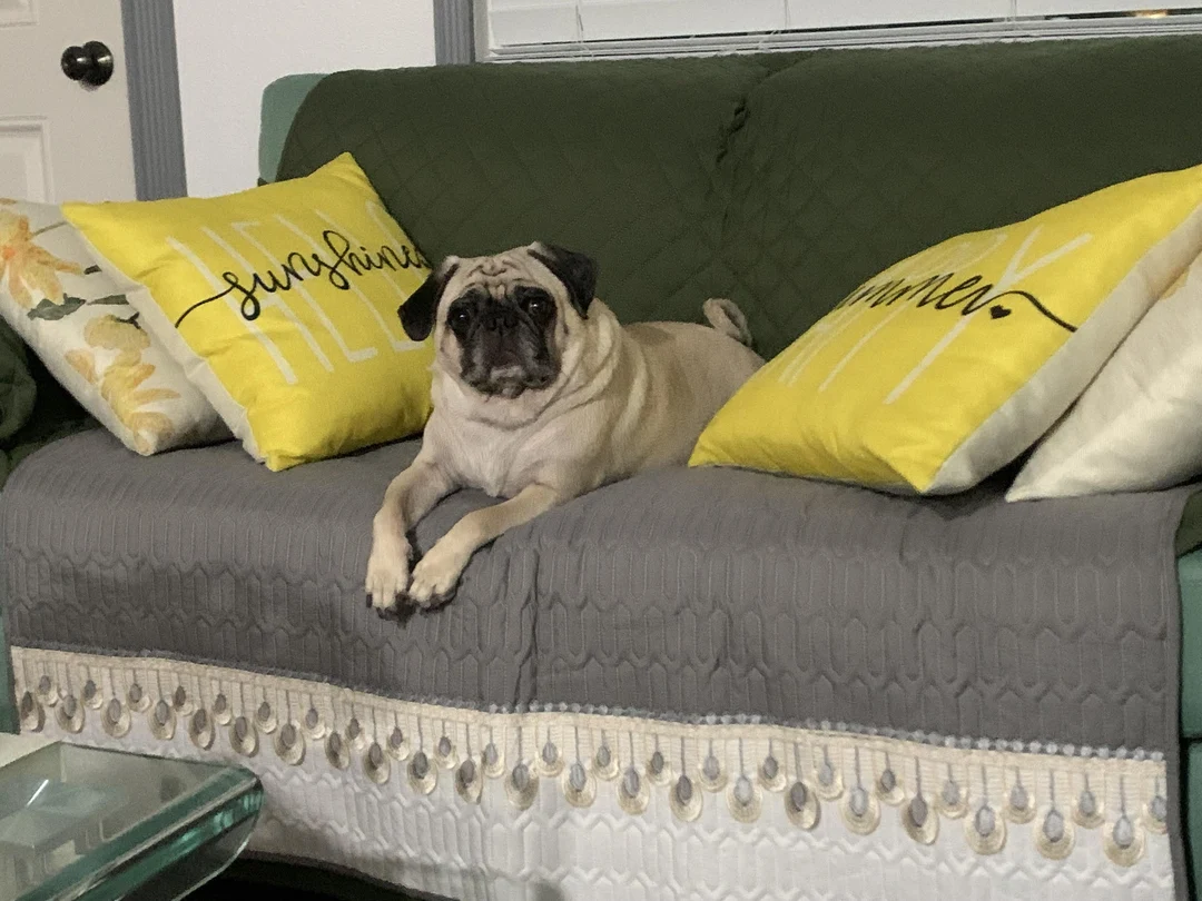 He’s judging me so hard for eating the last donut | Scrolller