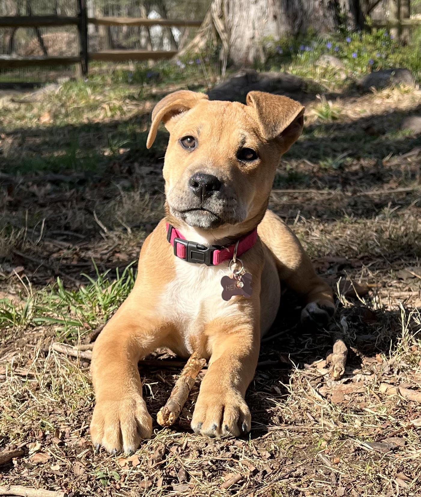 Just wanted to share my new puppy | Scrolller