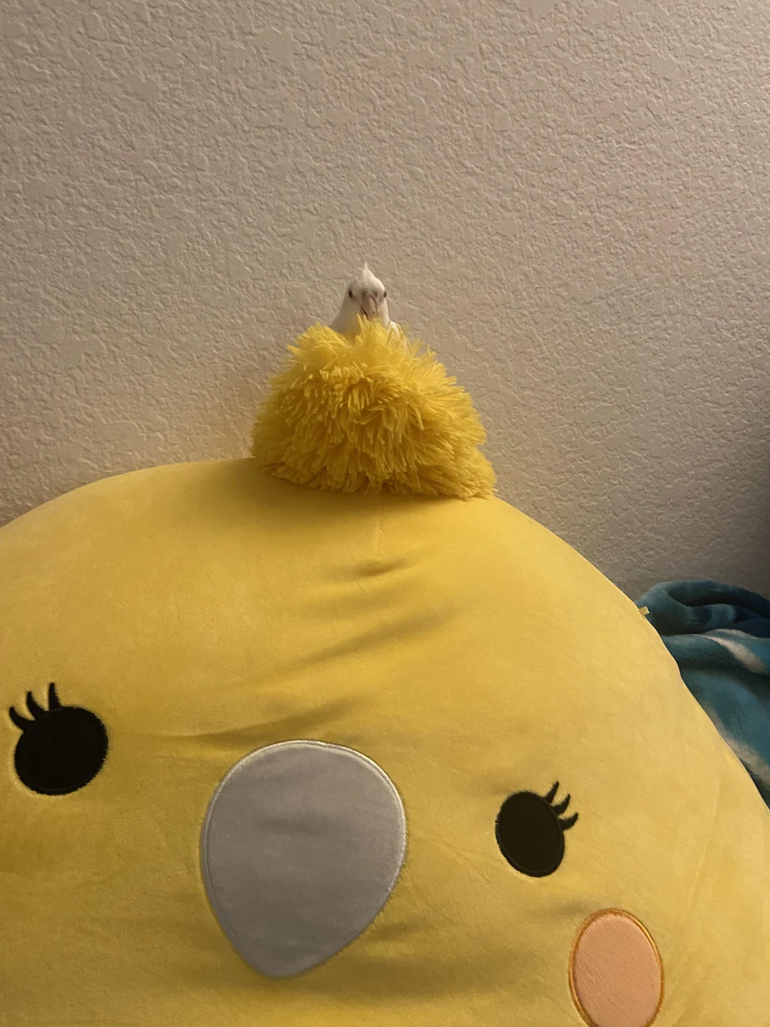 smol birb on big birb | Scrolller