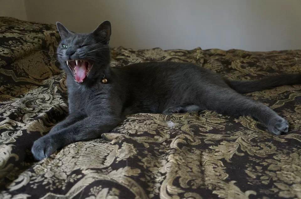 Merlin & his drama 😅 | Scrolller