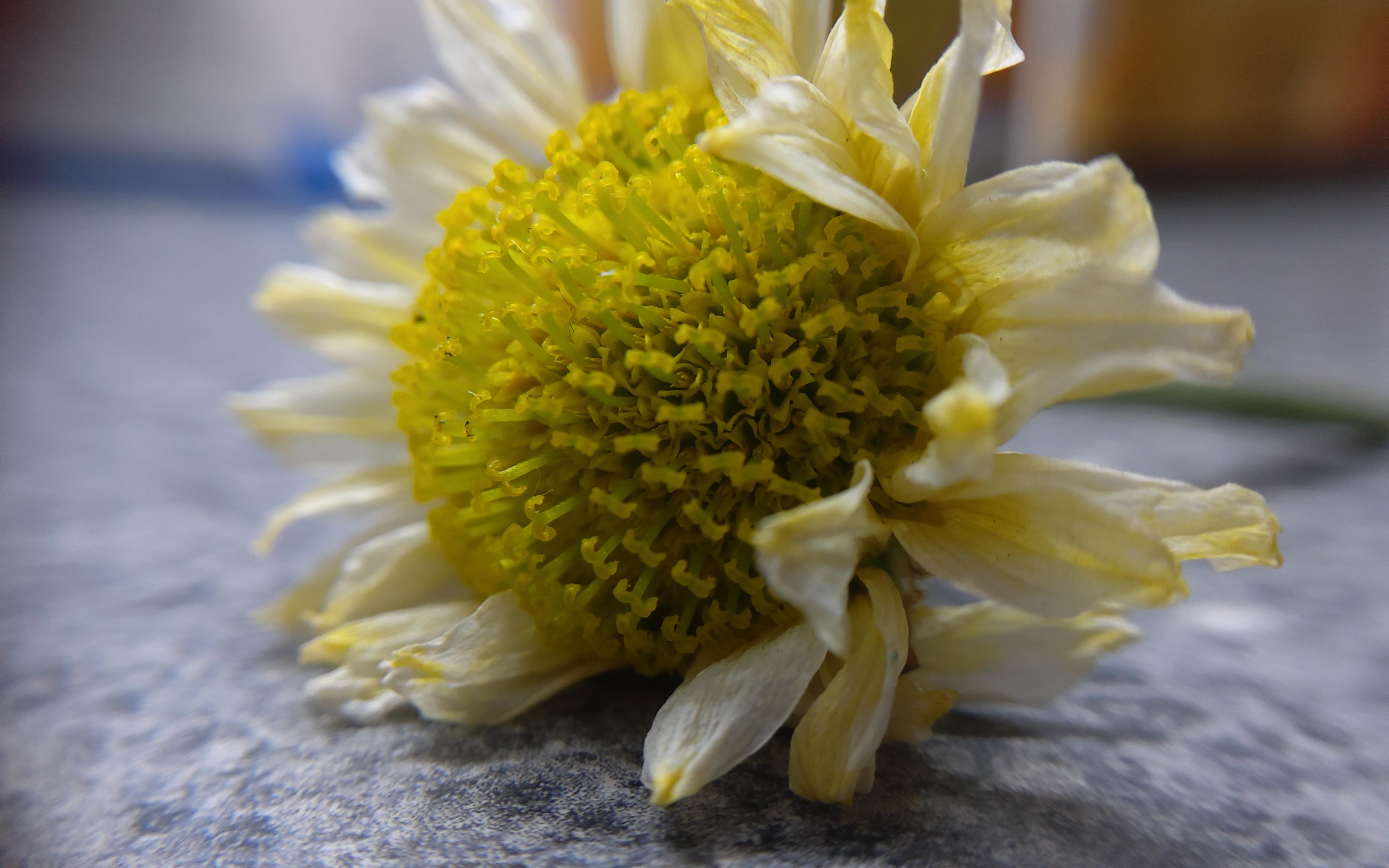 macro shot of a dying daisy | Scrolller