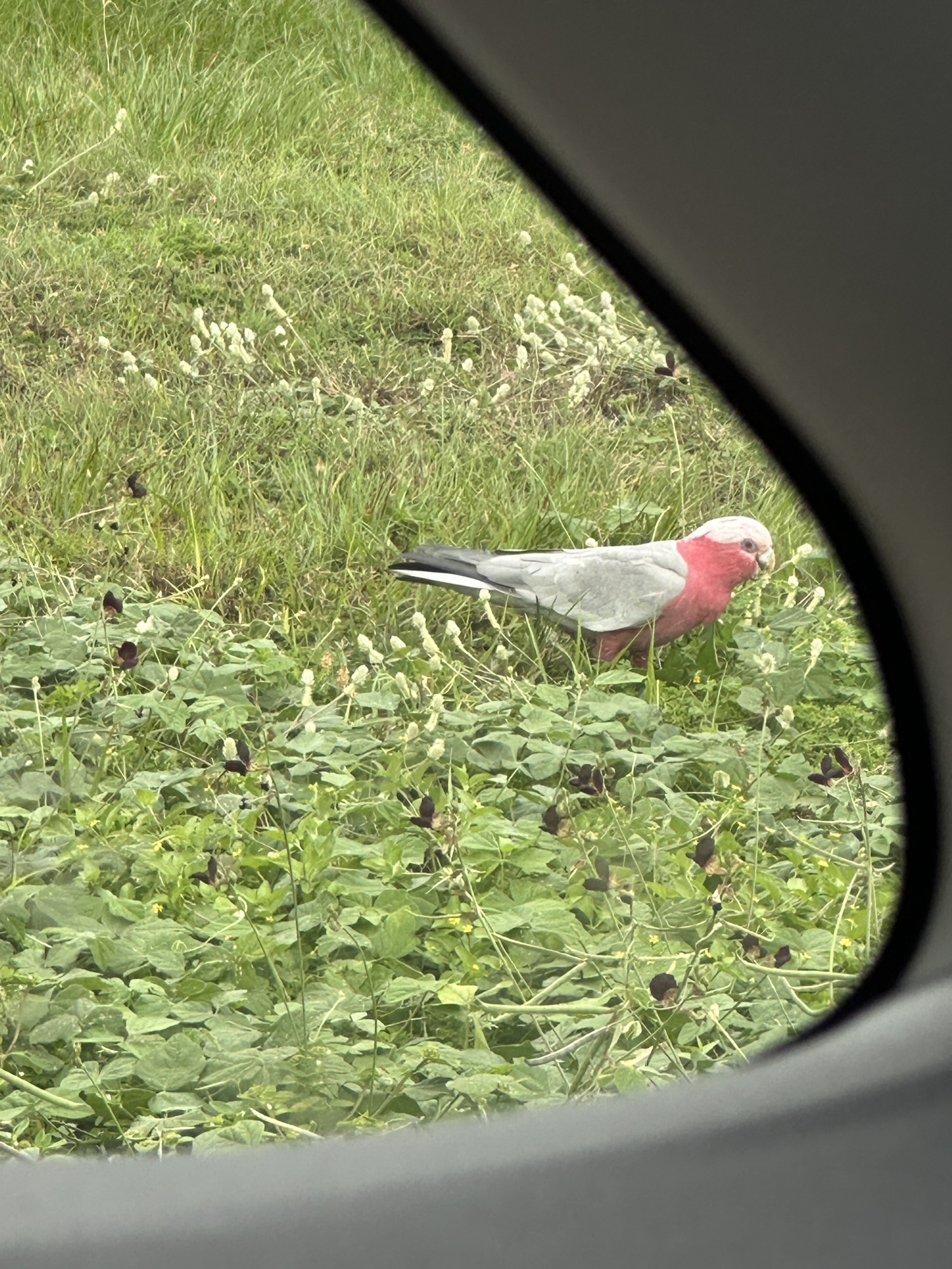 What’s this bird? | Scrolller